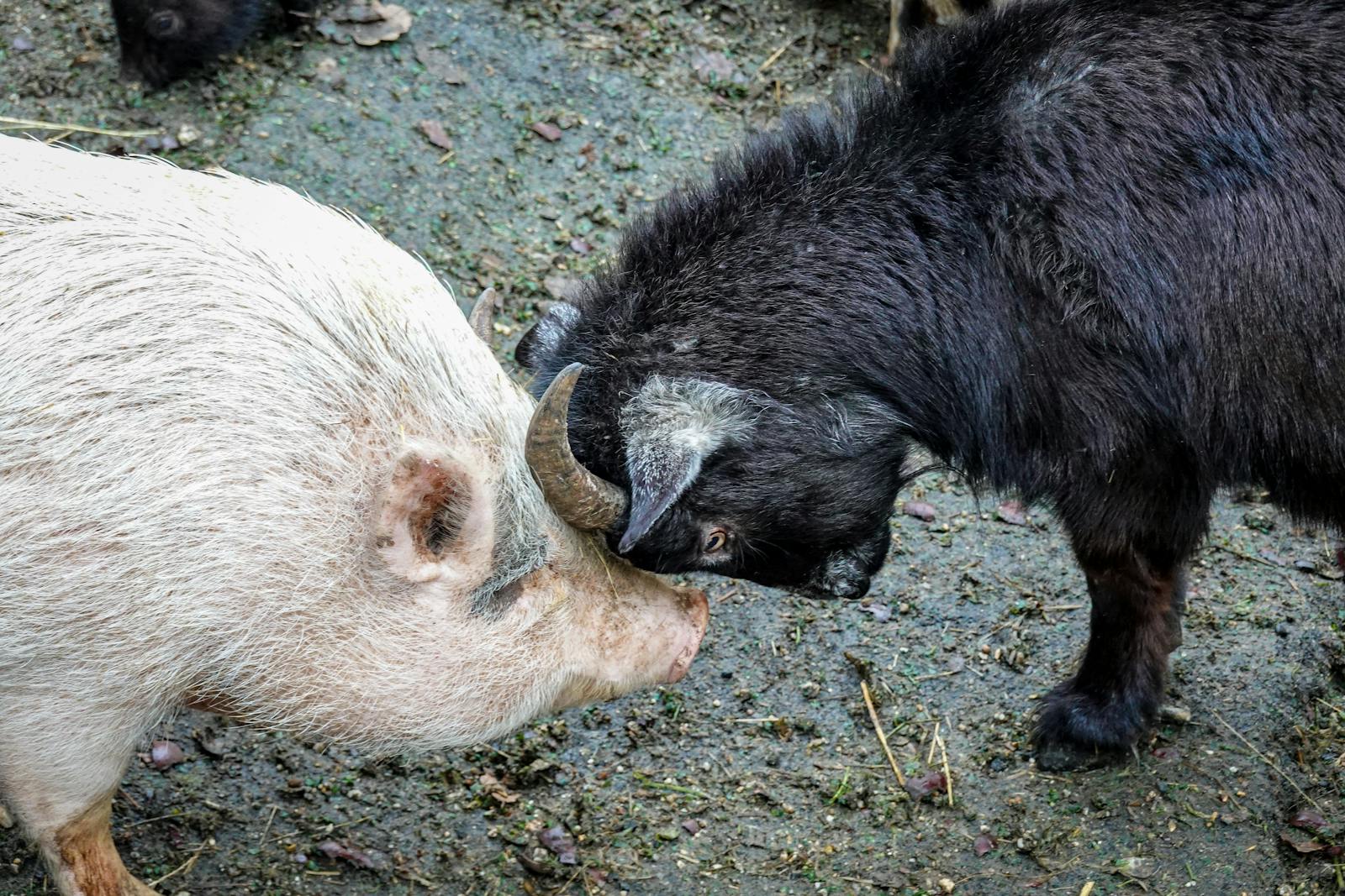 Goat Pig Photos, Download The BEST Free Goat Pig Stock Photos & HD Images