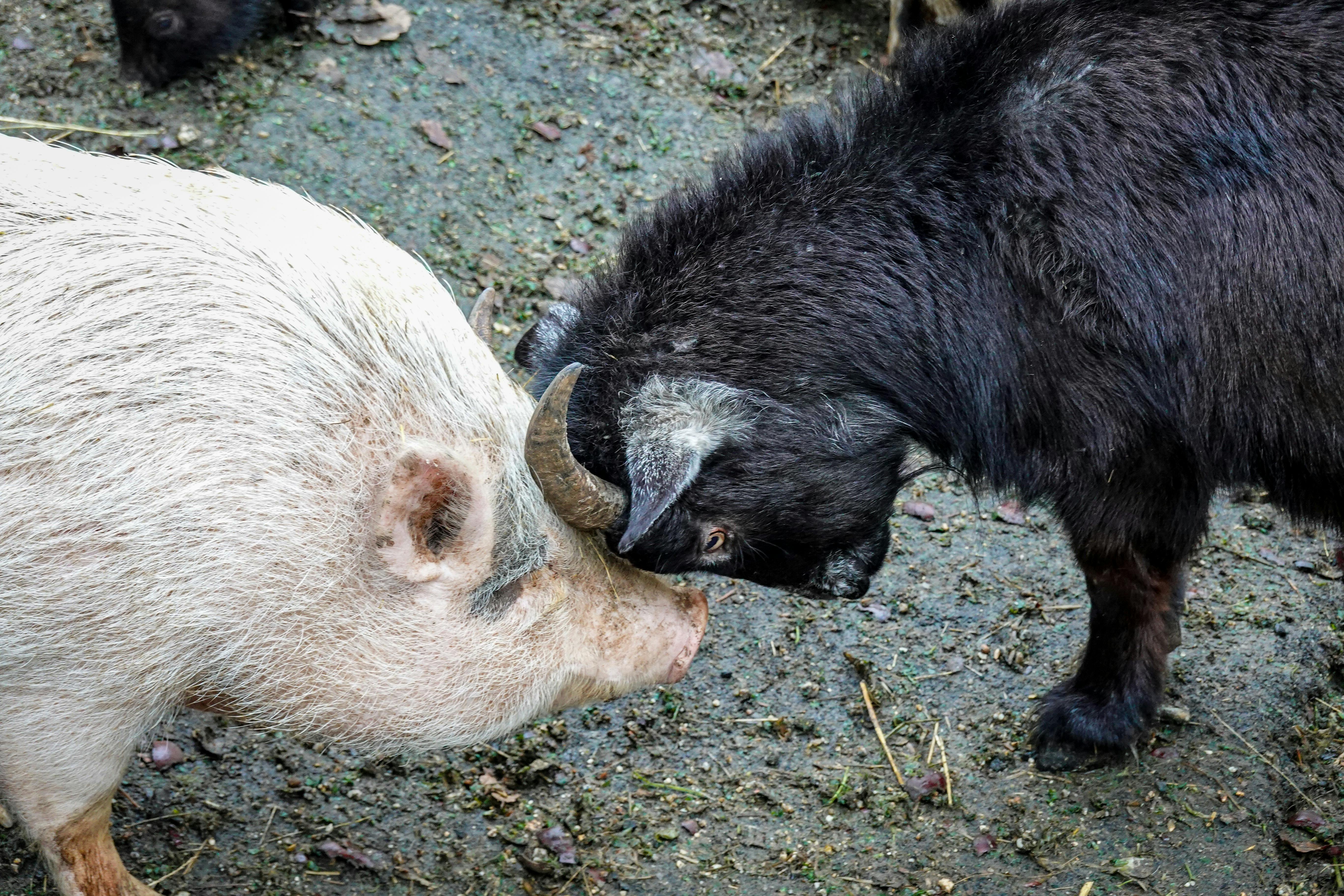 Foto de stock gratuita sobre fotos de animales, cabra, cerdo, cuernos ...
