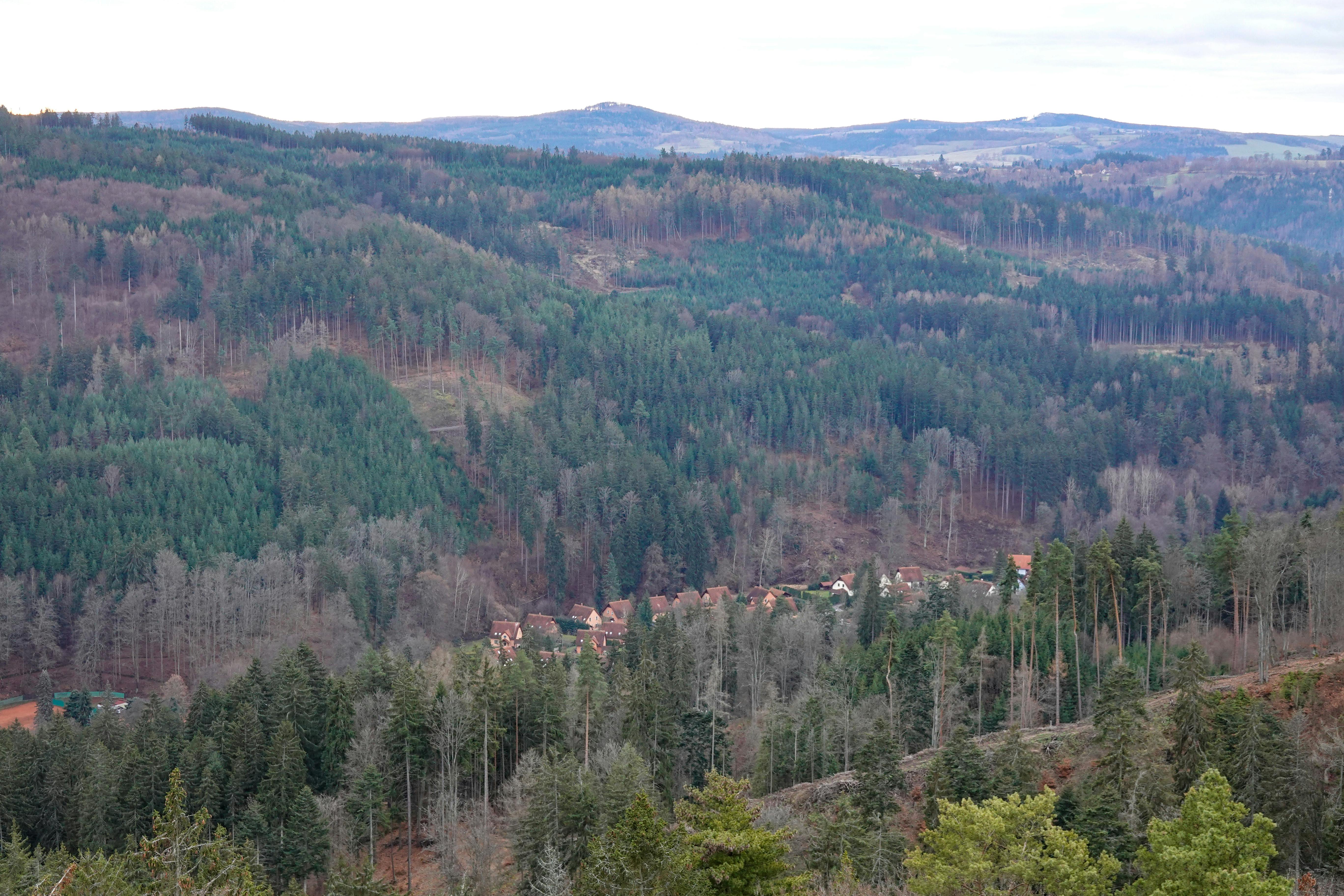 Forest around Village · Free Stock Photo