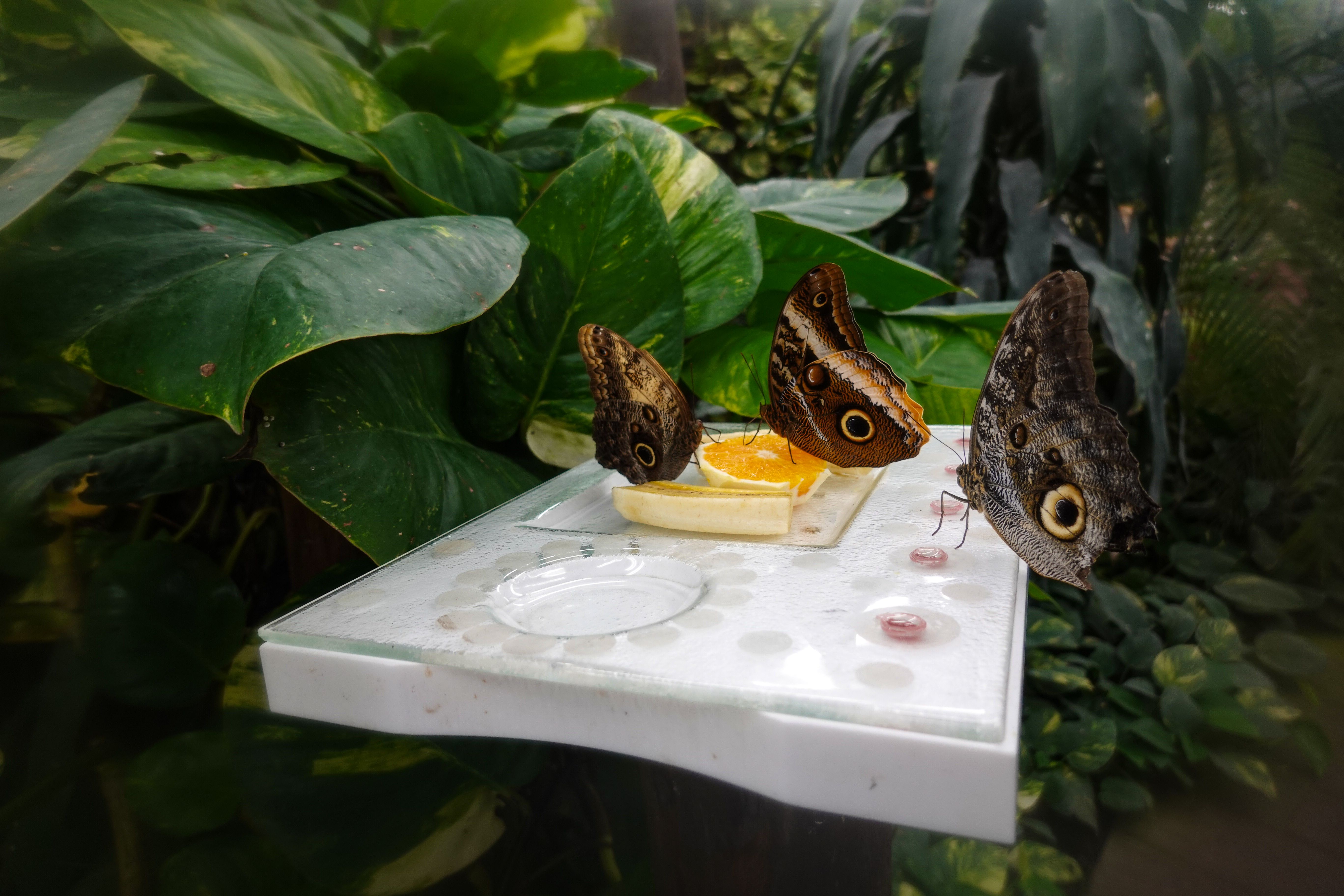 Photo gratuite de ailes, alimentation aux fruits, alimentation papillon ...