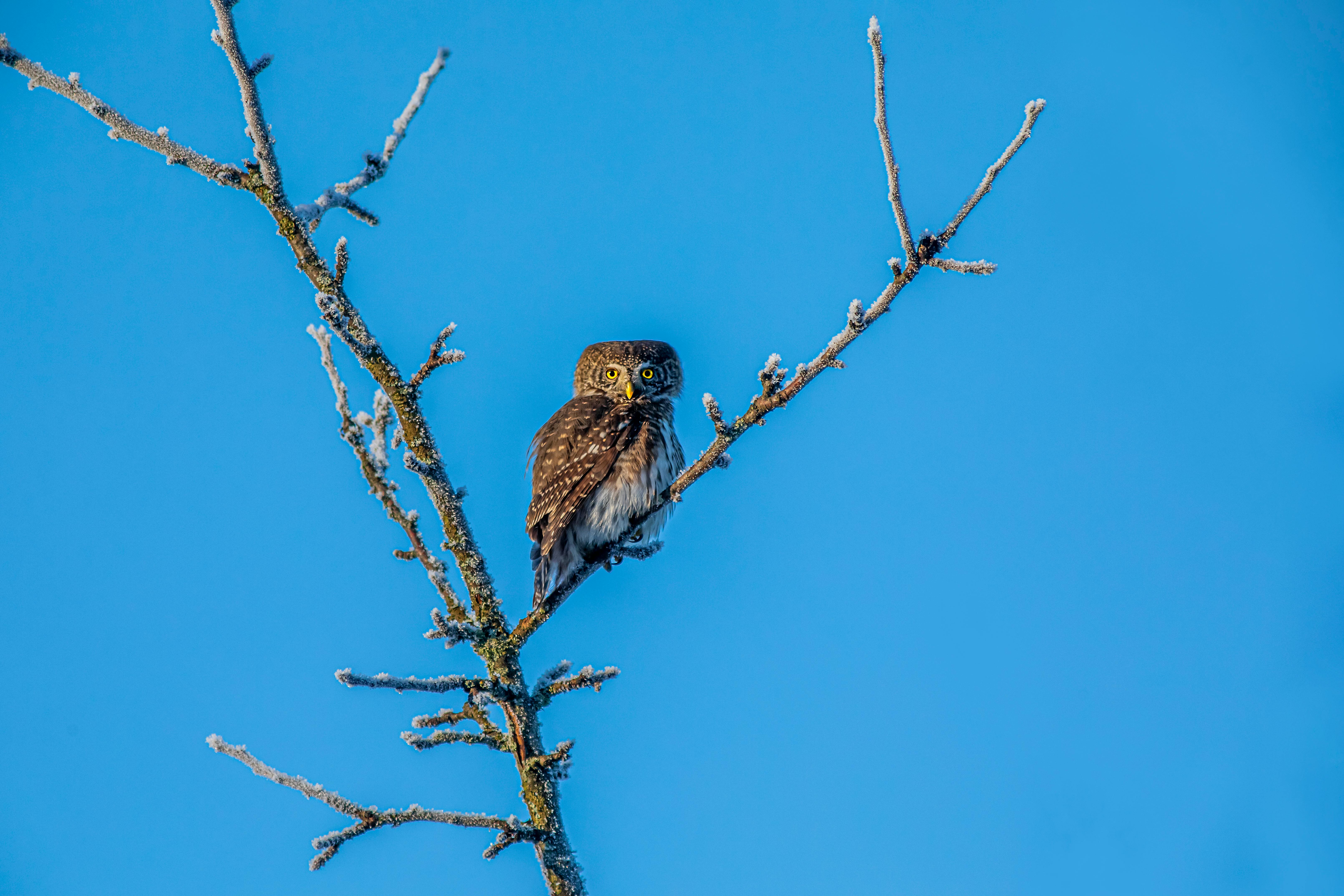 Photo of Birds Perched on a Bare Tree · Free Stock Photo