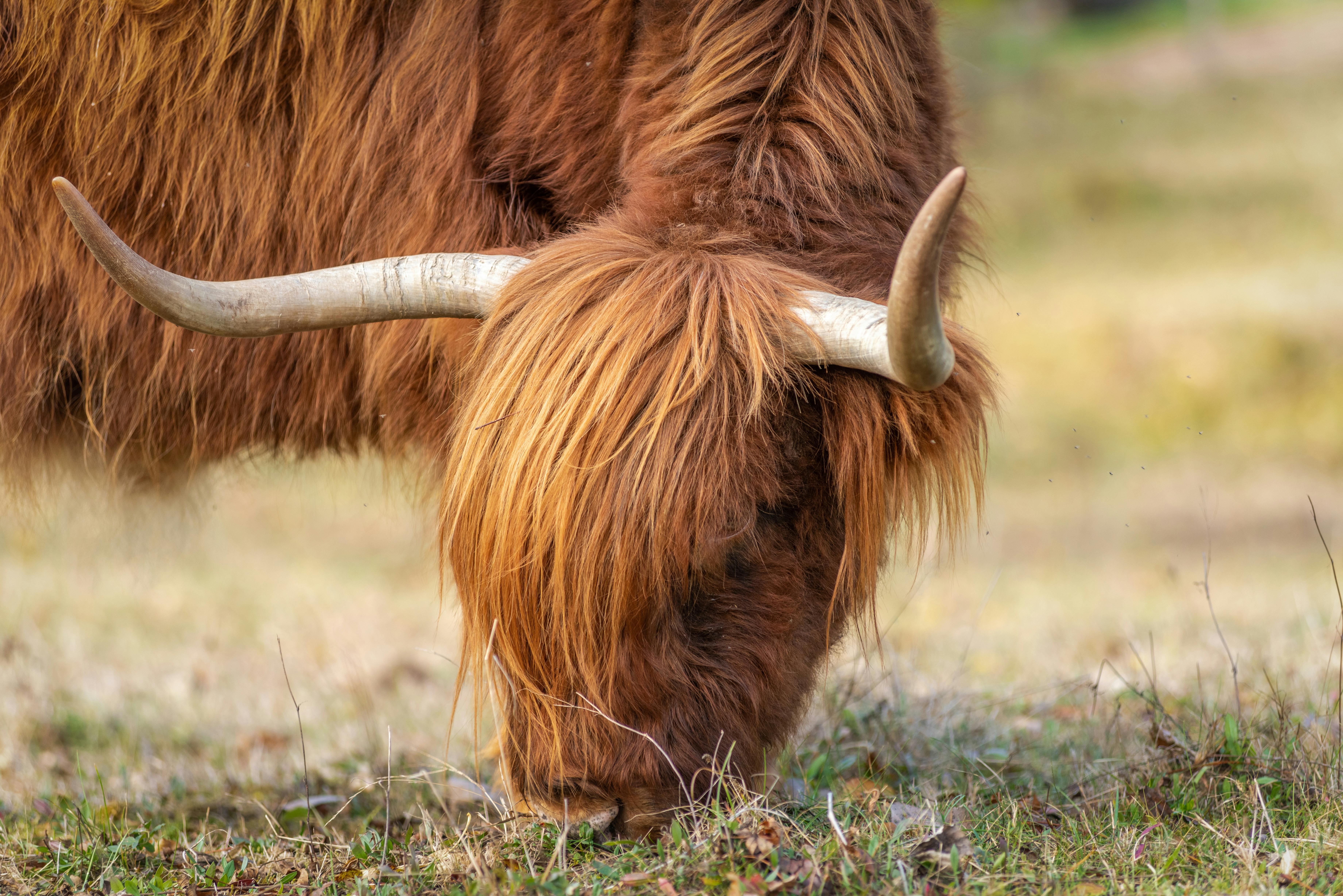 Bull with Horns · Free Stock Photo