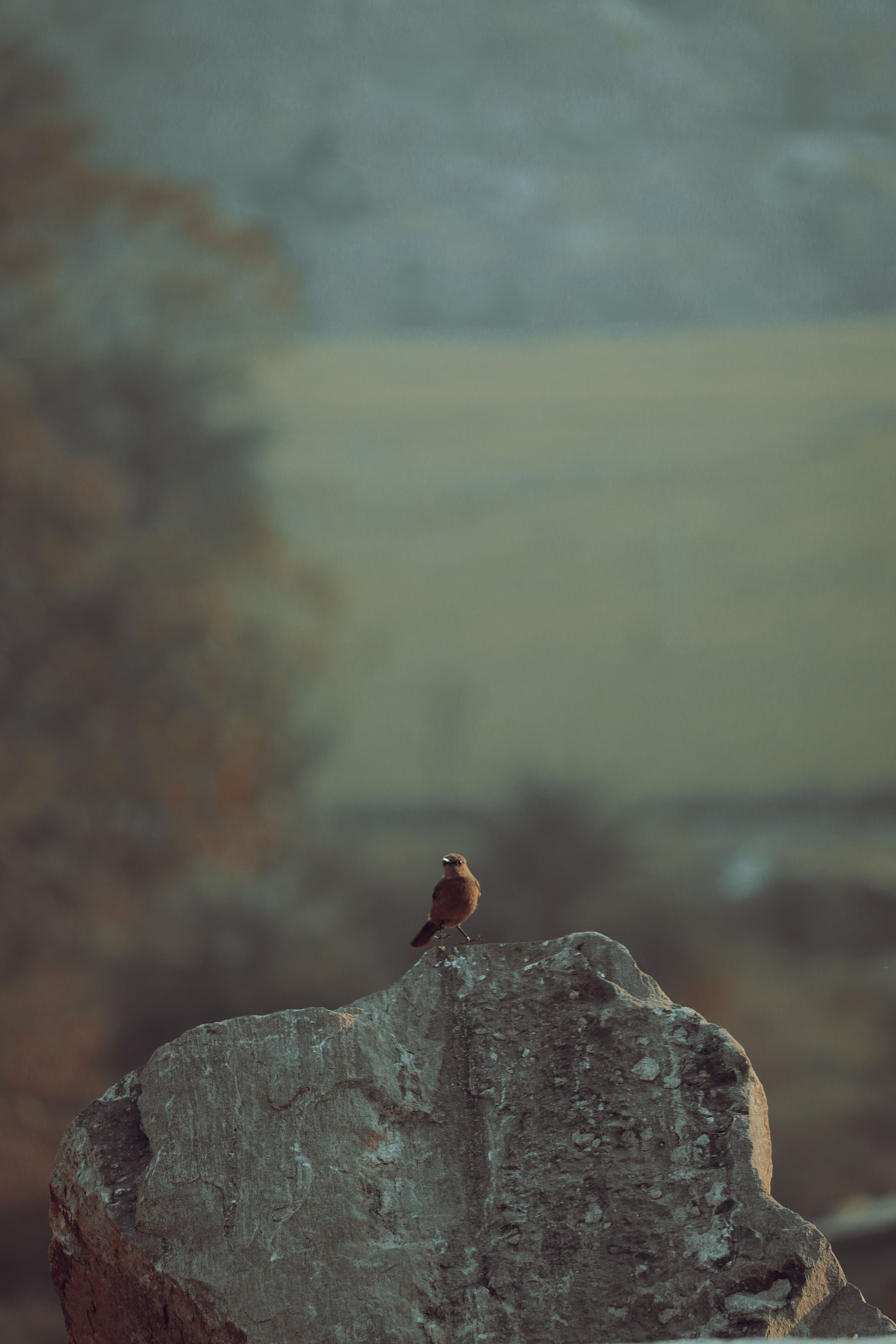 Bird Sitting on Rock · Free Stock Photo