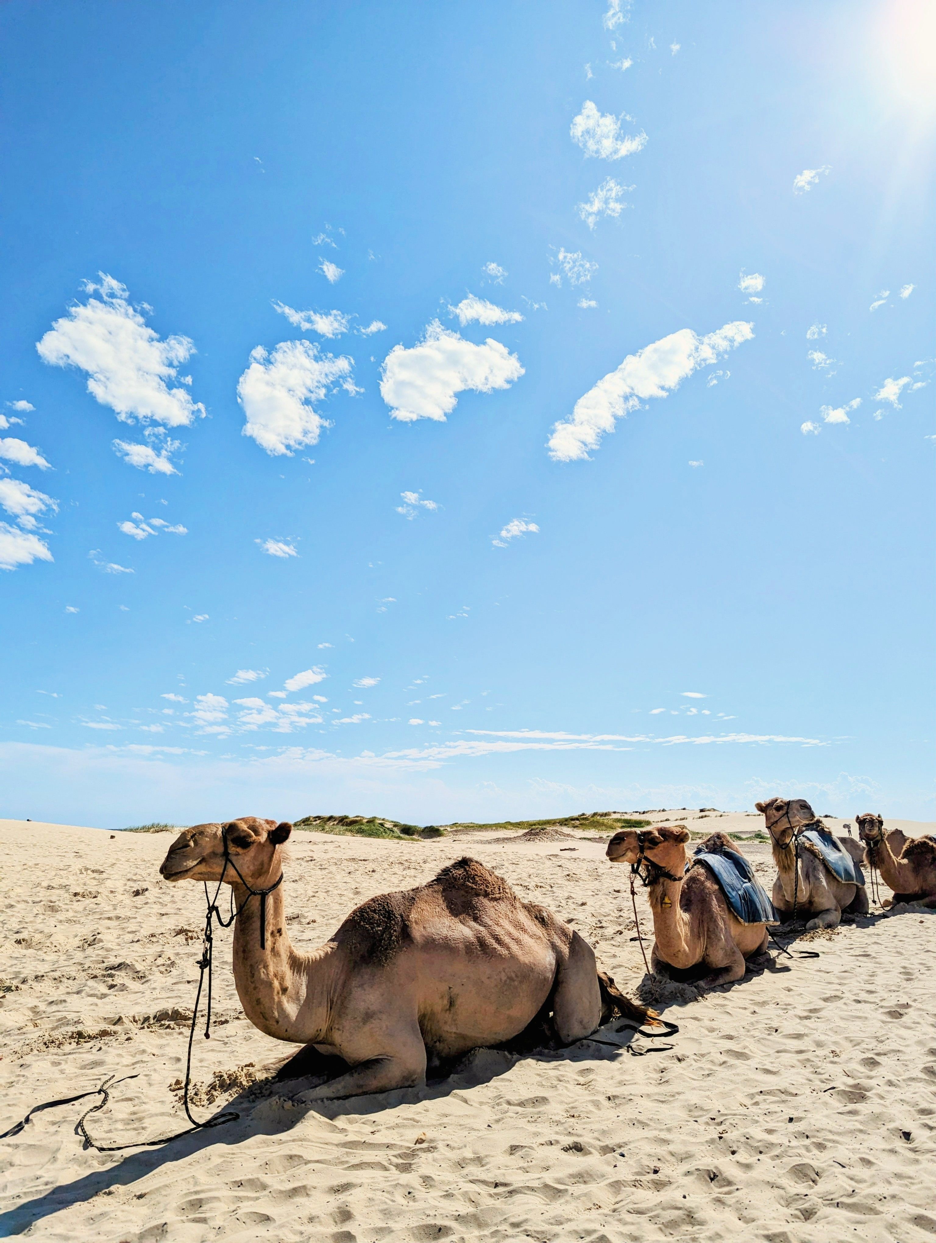 Camels on a Desert · Free Stock Photo