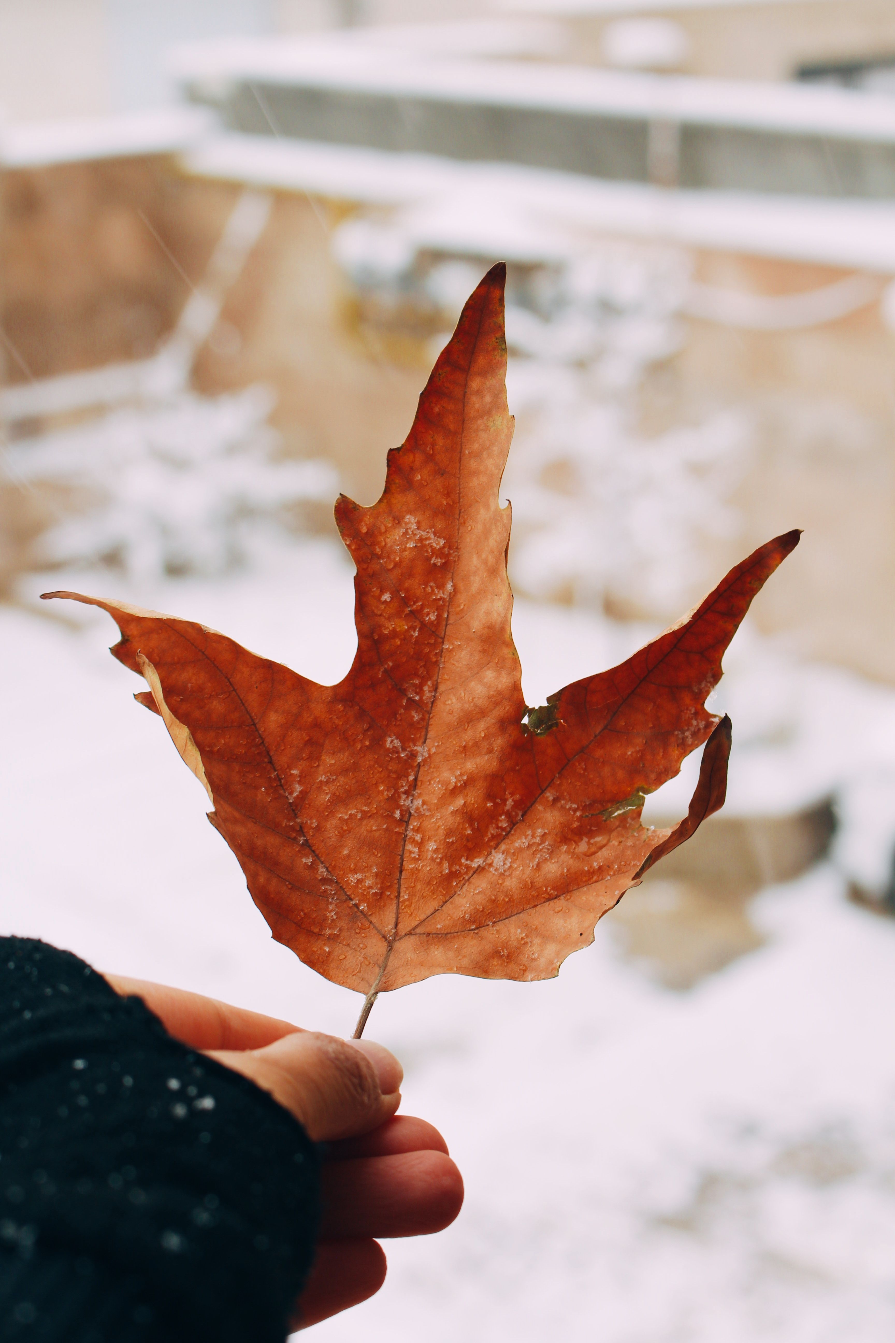 Close-up of Person Lifting a Leaf from the Ground · Free Stock Photo