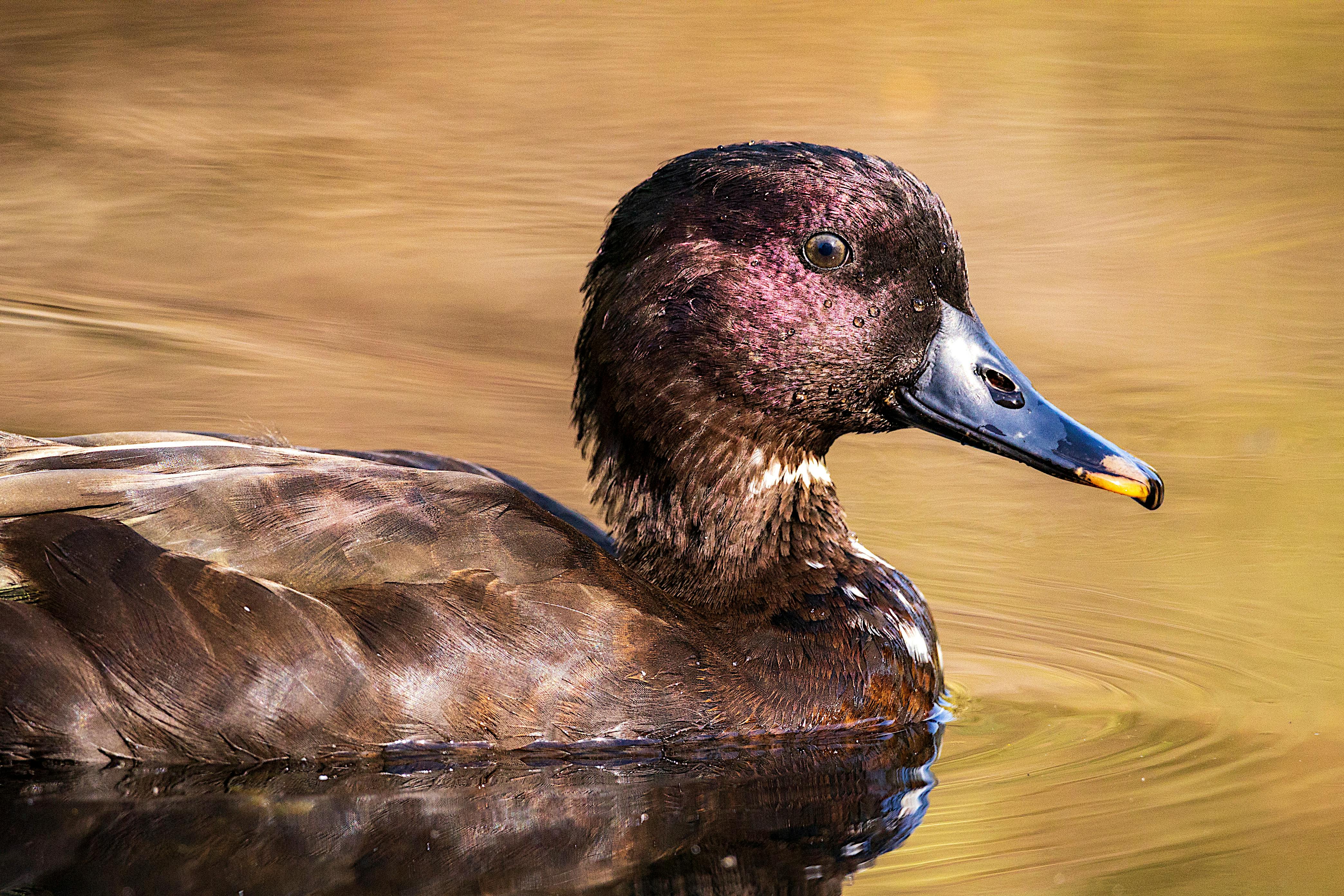 Brown Duck on Water in Close-Up Photography · Free Stock Photo