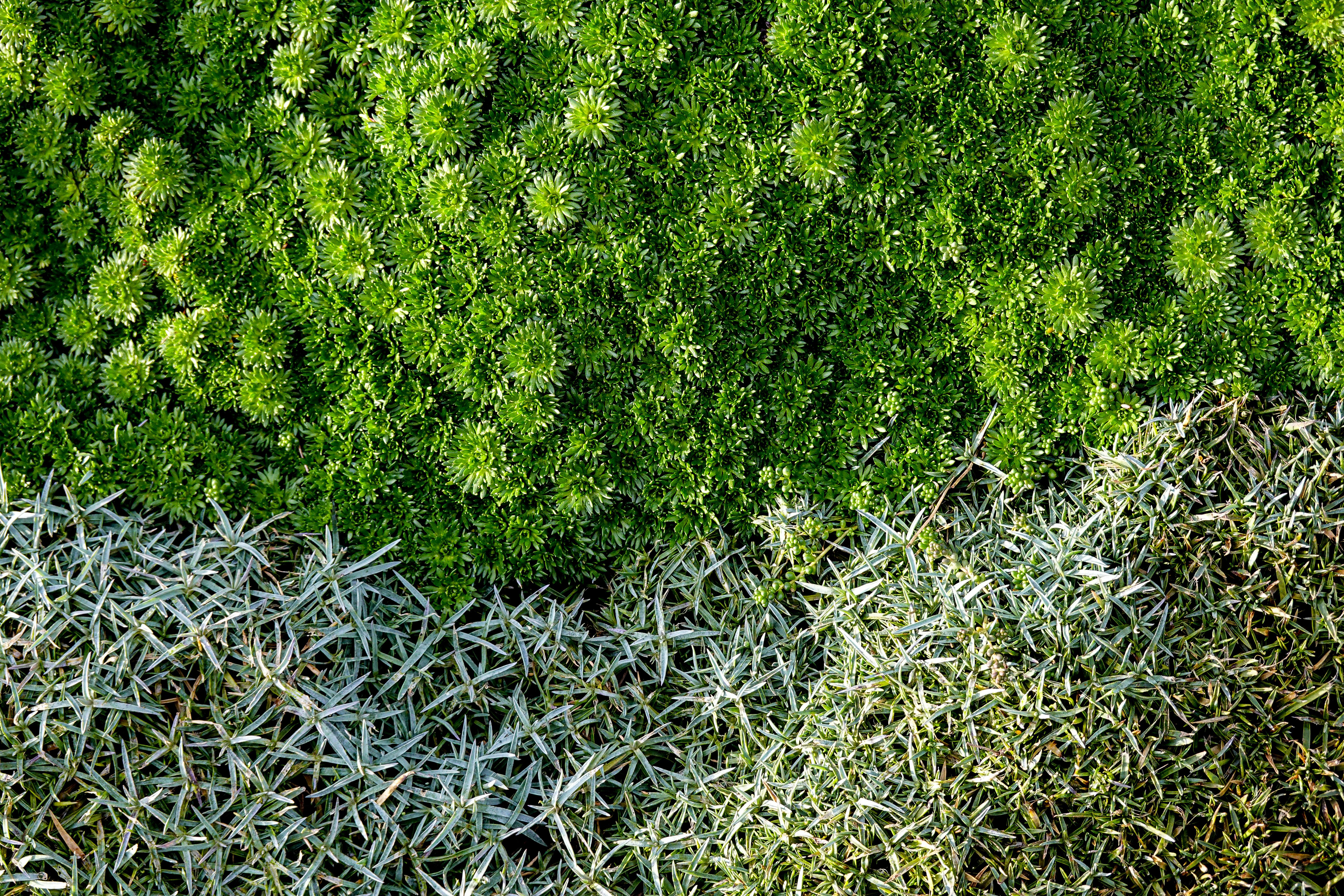 Top View of Green Plants in the Garden · Free Stock Photo