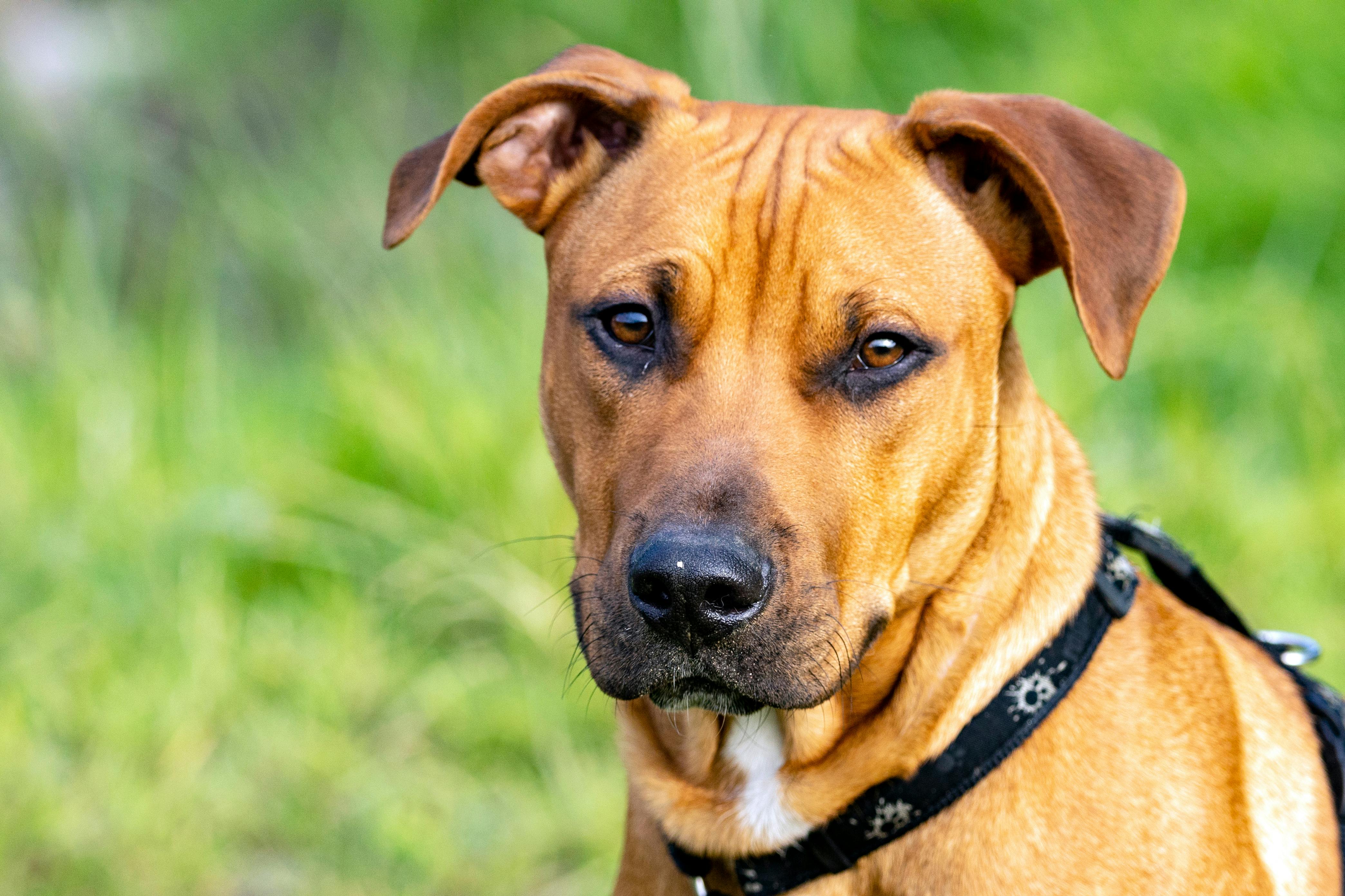 Rhodesian Ridgeback Dog Photos, Download The BEST Free Rhodesian ...