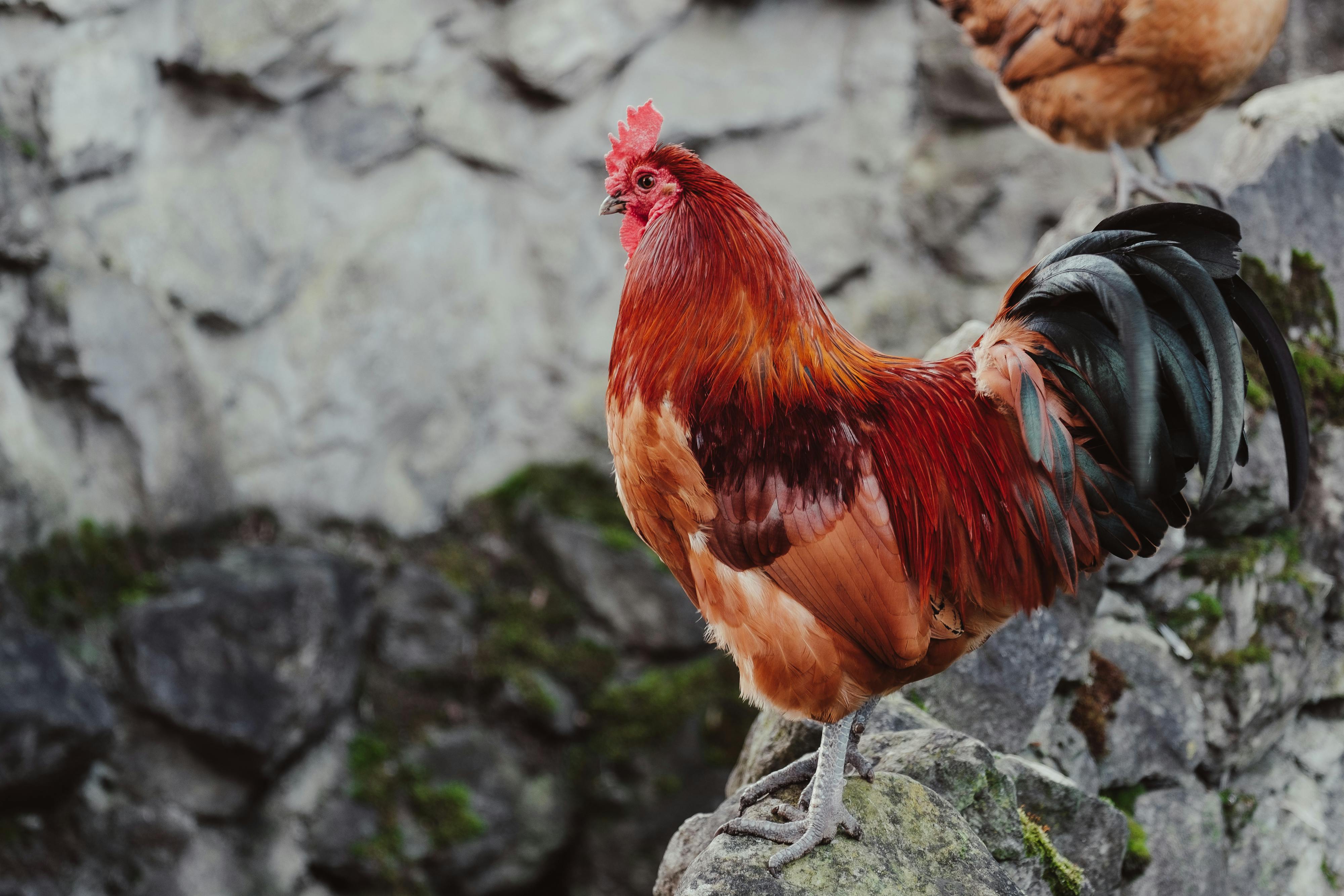 A Side View of a Rooster Perched on the Rock · Free Stock Photo