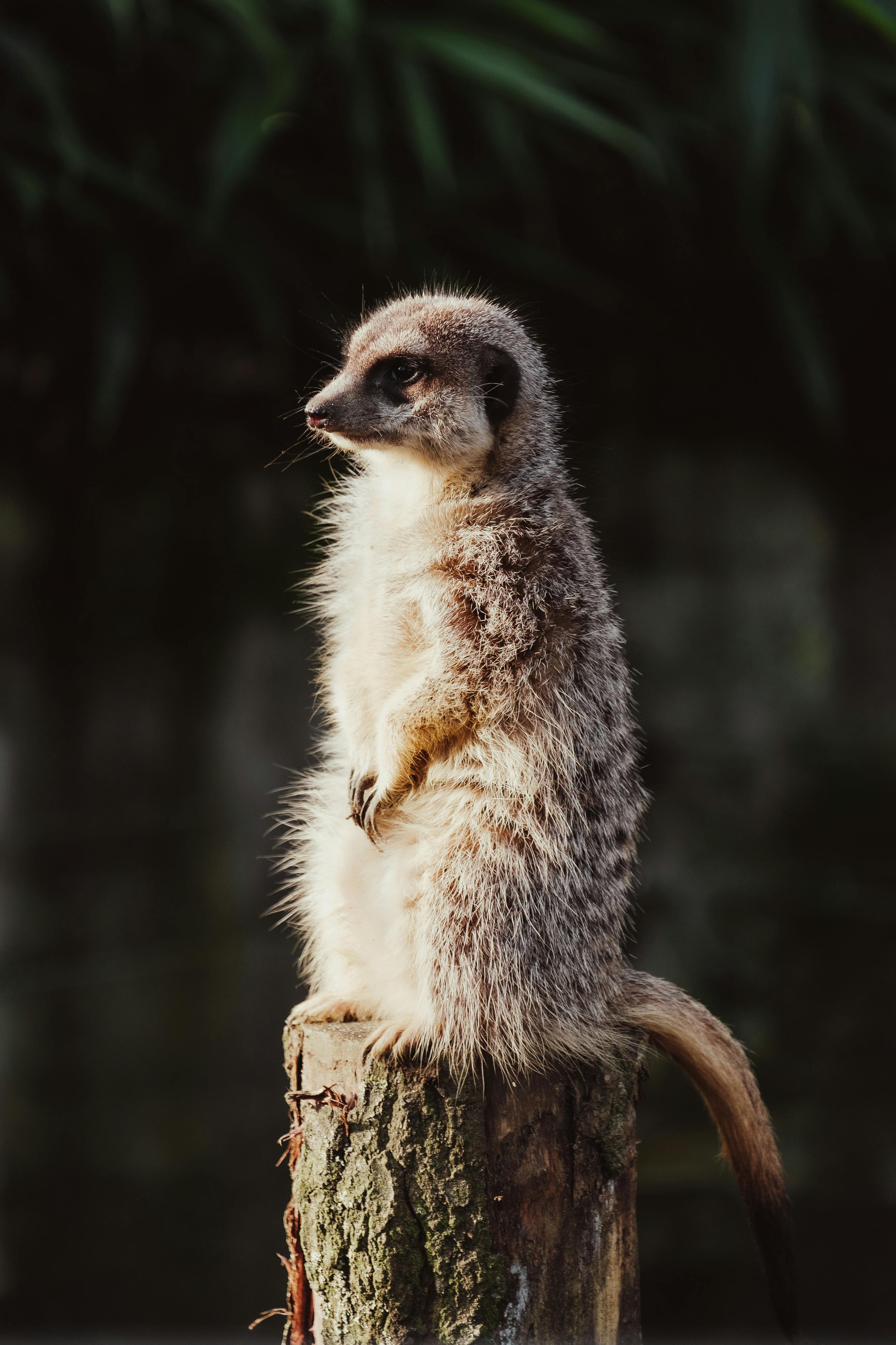 Meerkat Observation Photos, Download The BEST Free Meerkat Observation Stock Photos & HD Images