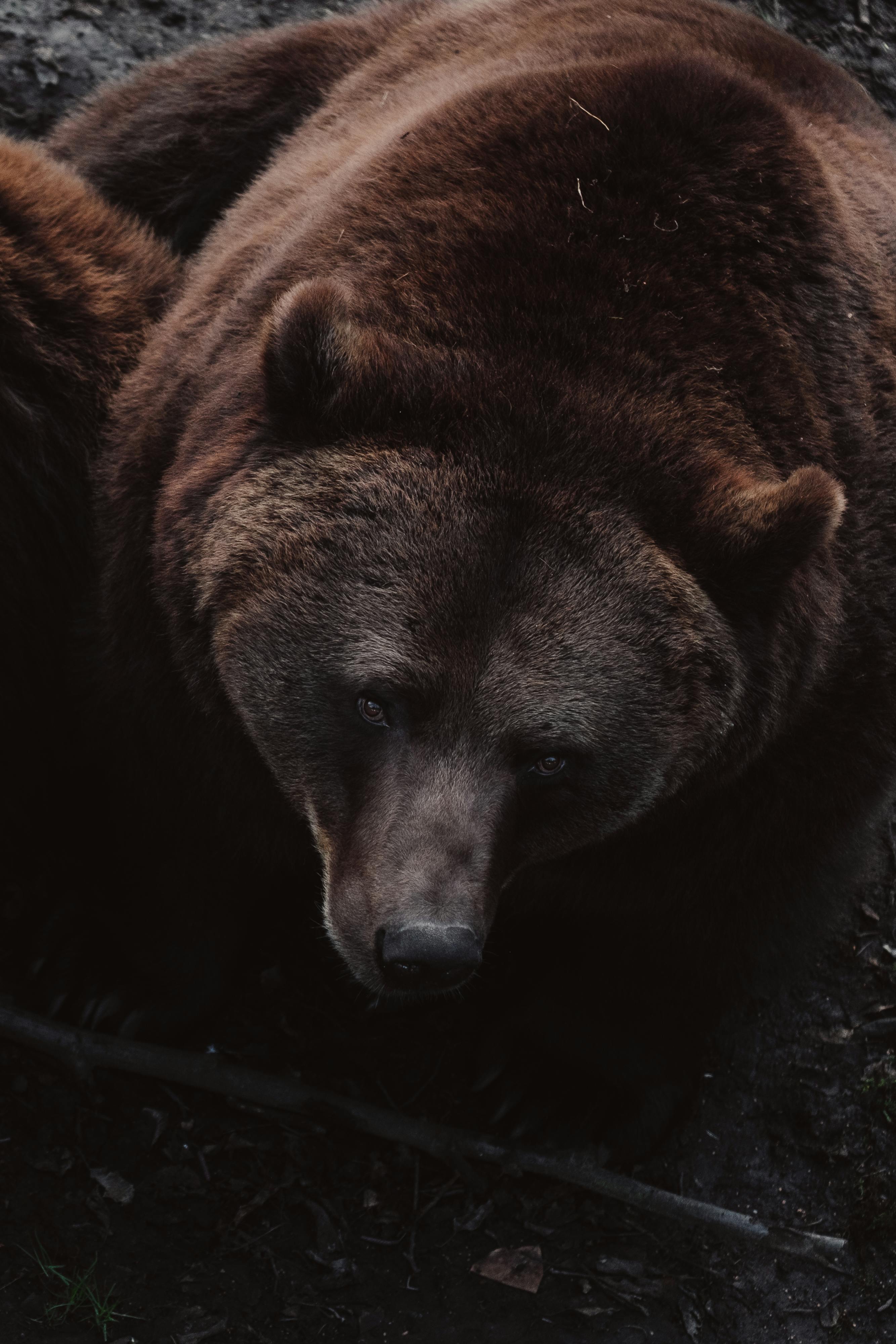 Brown Bear Lying on Green Lawn Grass · Free Stock Photo