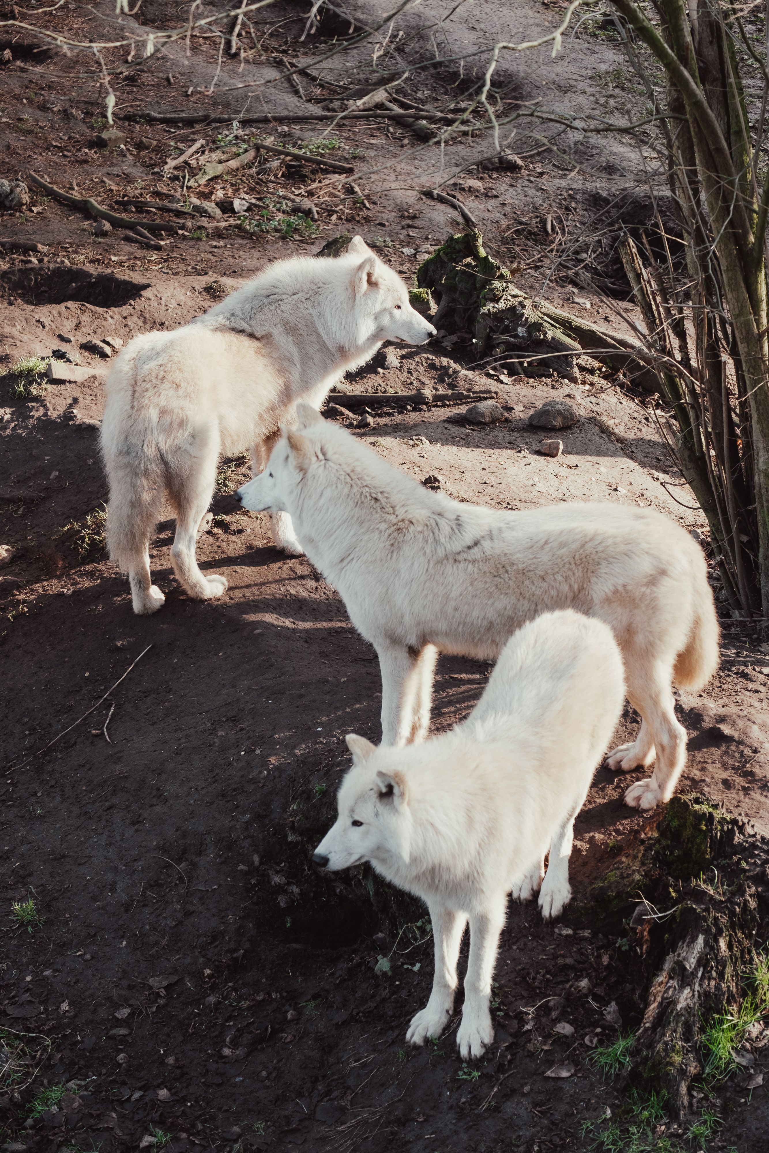 Tres Lobos Blancos árticos · Foto de stock gratuita