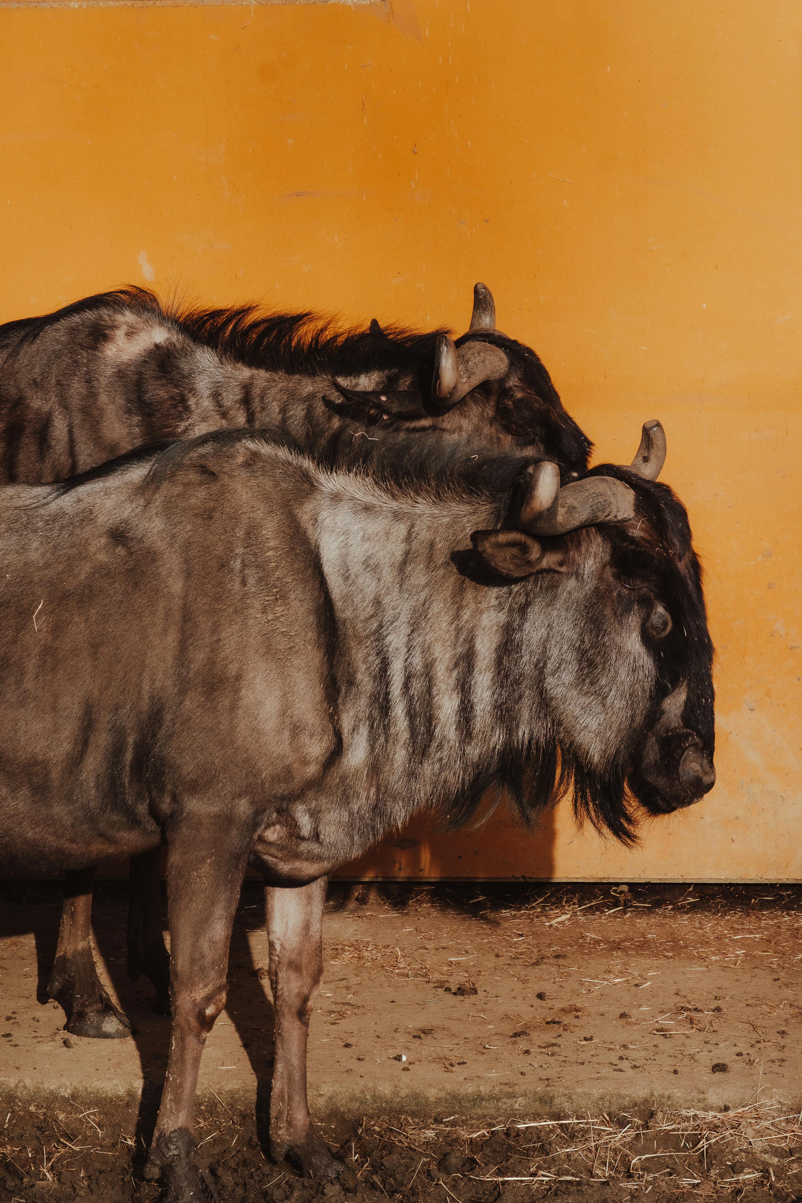 Standing Oxen in Barn · Free Stock Photo