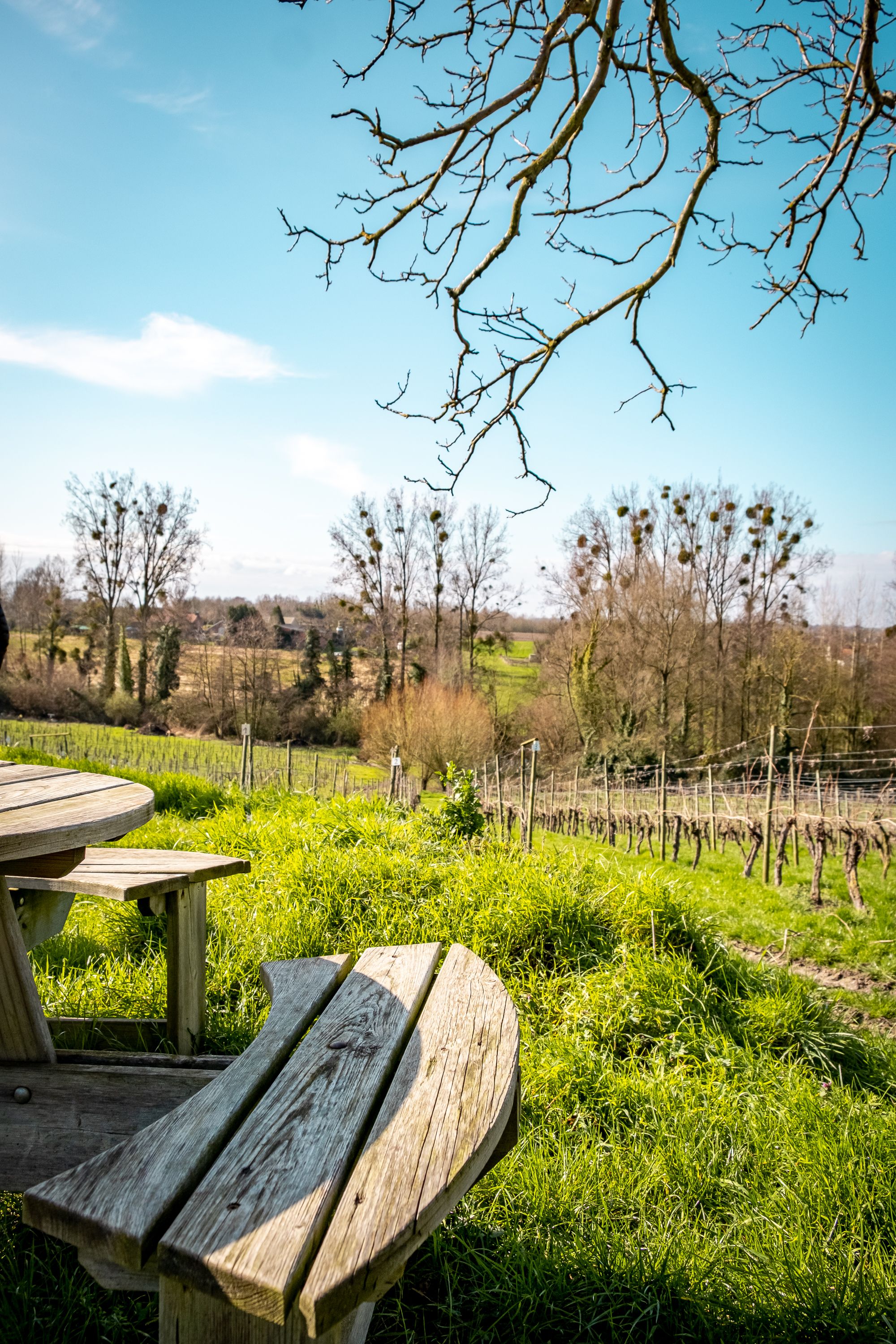 Trees and Shrubs Growing on Grass Hill · Free Stock Photo