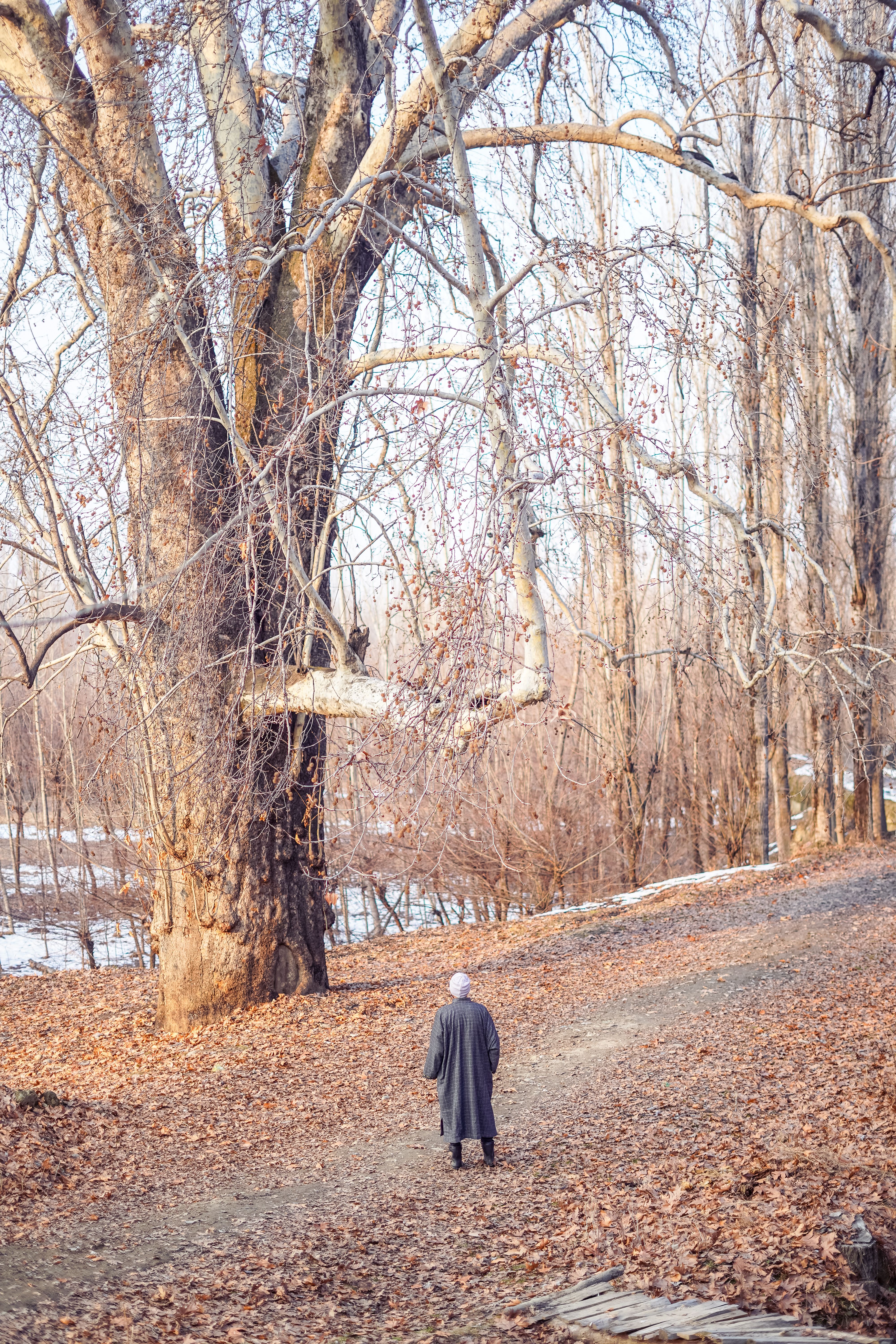 Person Standing alone in a Park in Autumn · Free Stock Photo