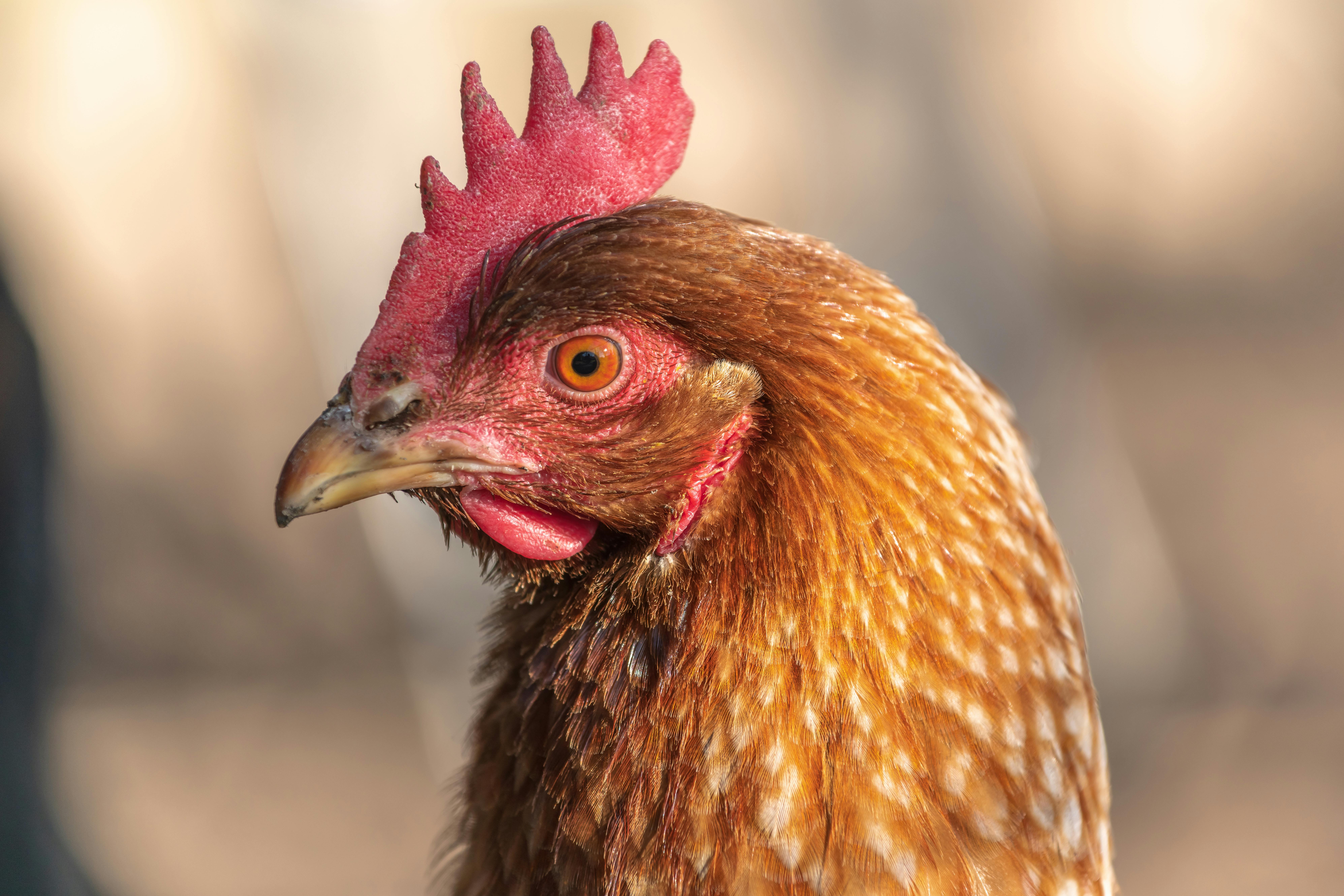 Chicken Pices Photos, Download The BEST Free Chicken Pices Stock Photos ...