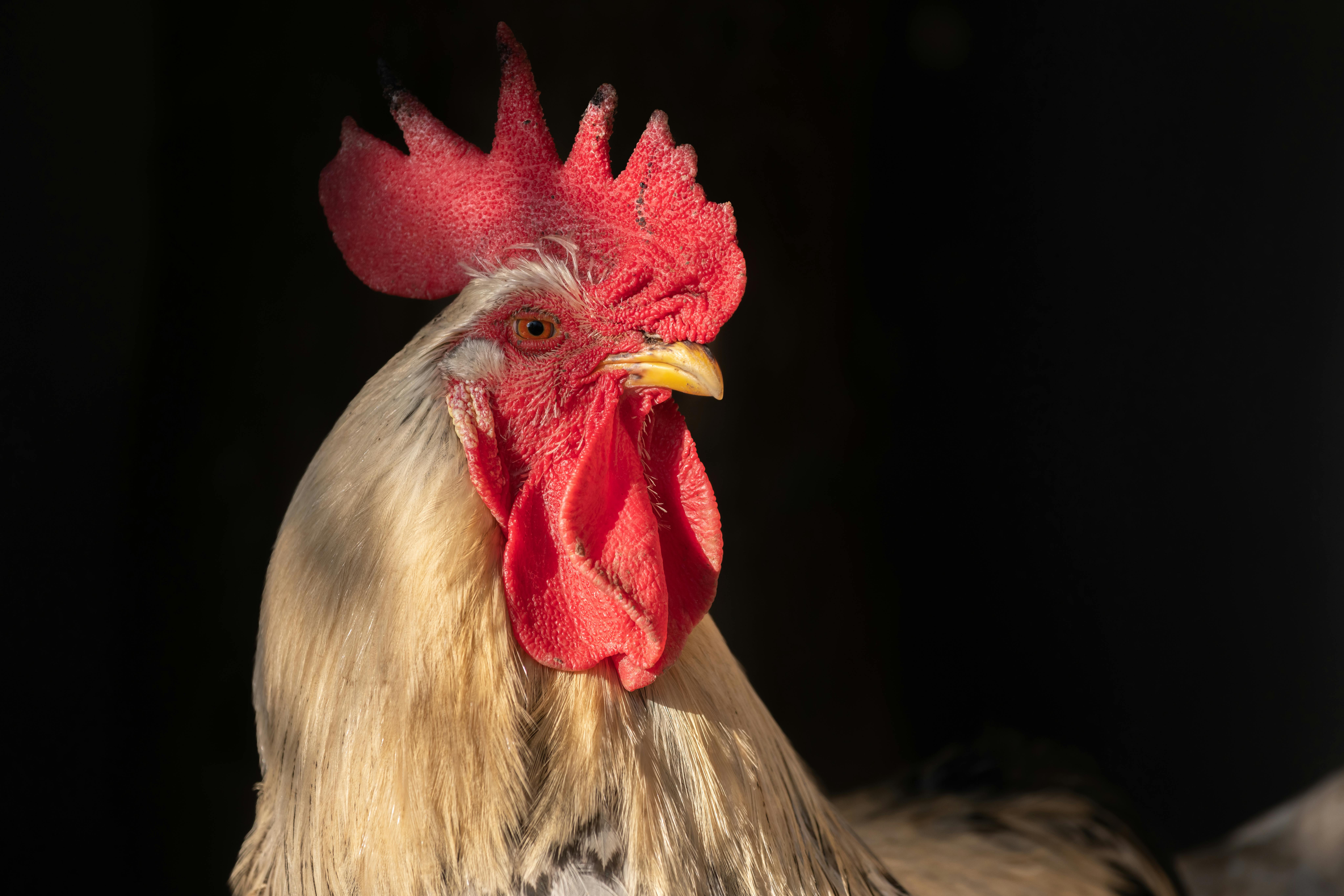 Close-Up Shot of a Rooster · Free Stock Photo