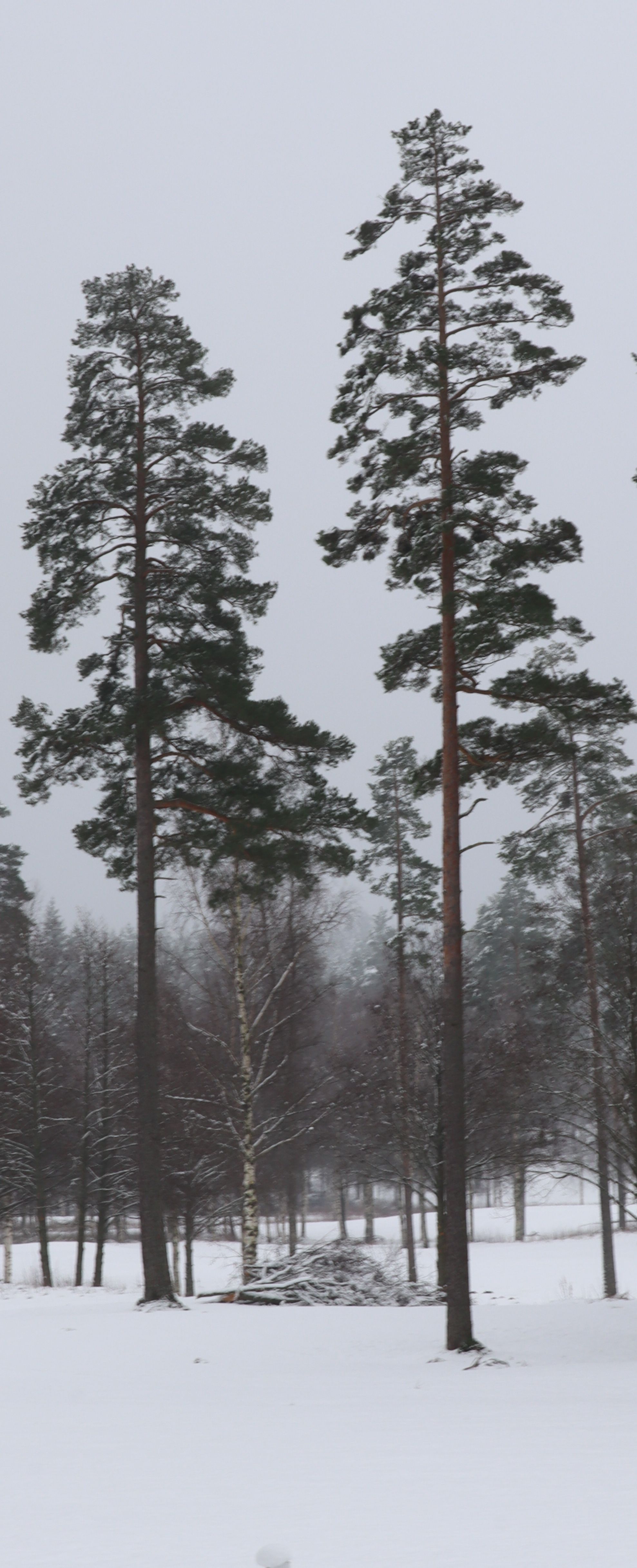 2 000+ parasta kuvaa aiheesta Ilmaisia Kuvia · Täysin ilmainen lataus ...