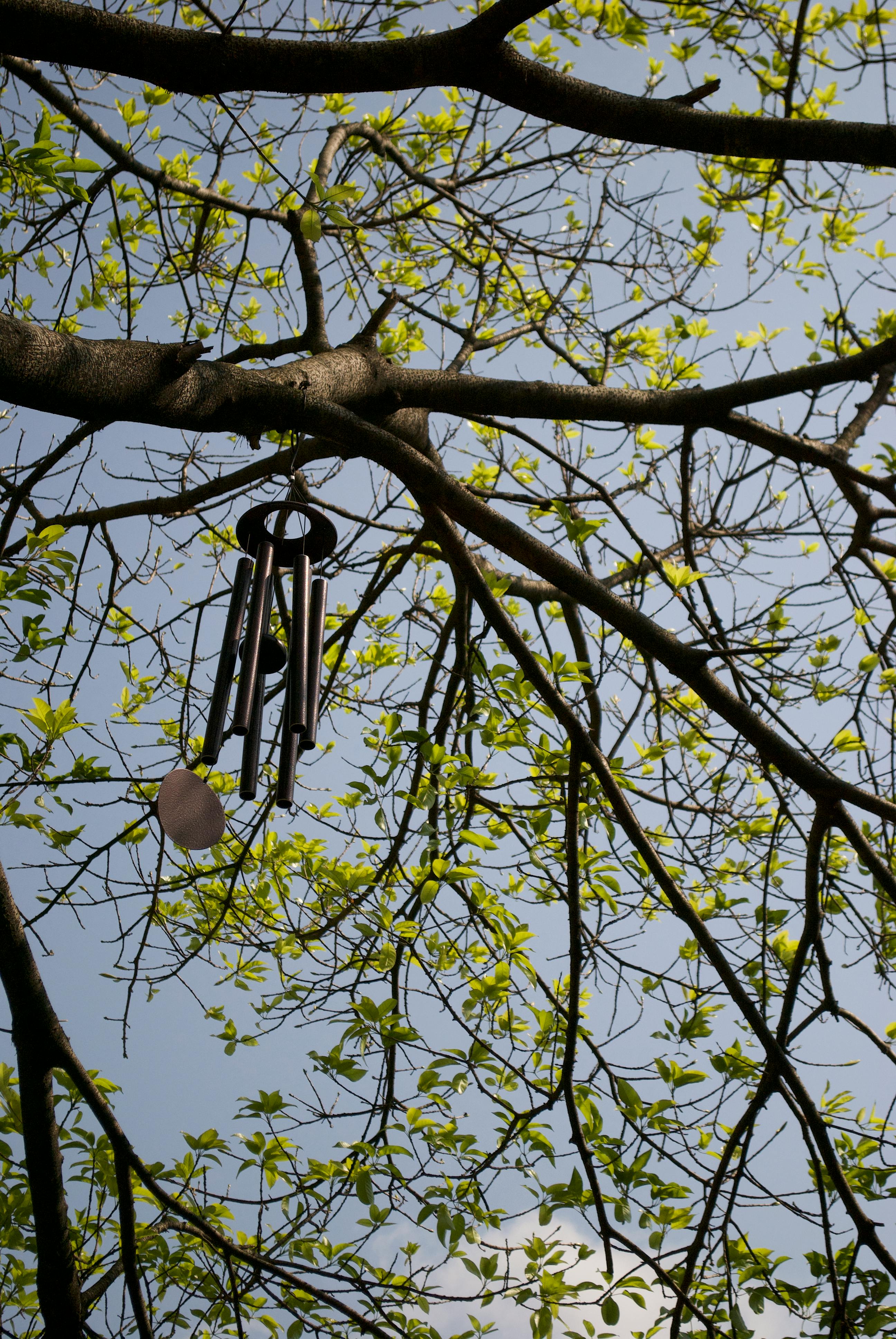 Native Bamboo Nest Box Wind Chimes Hanging on the Tree · Free Stock Photo