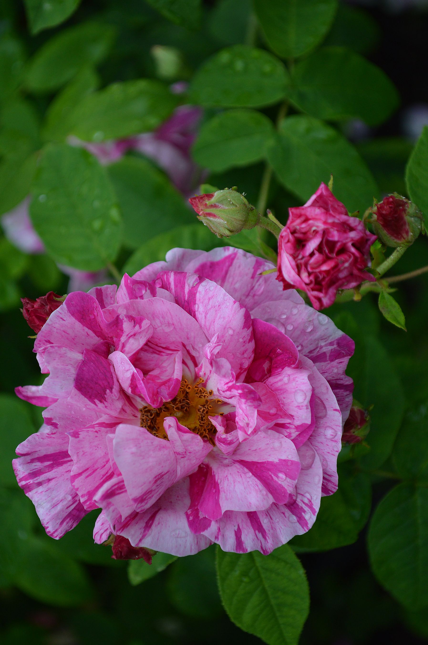 Lotus Rose Vert Bleu Photos, Download The BEST Free Lotus Rose Vert ...