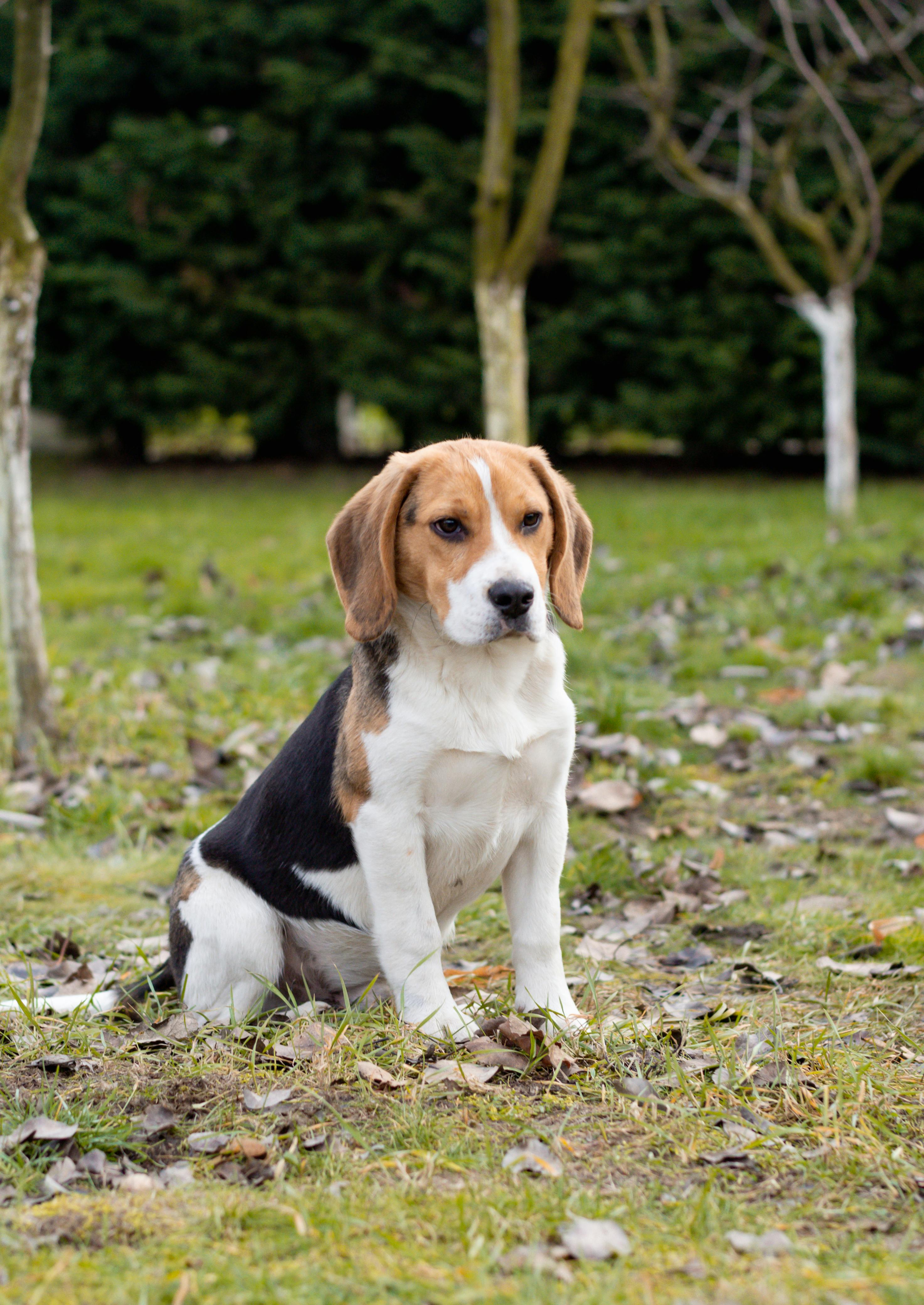 Tricolor Beagle Puppy Sitting on the Floor · Free Stock Photo
