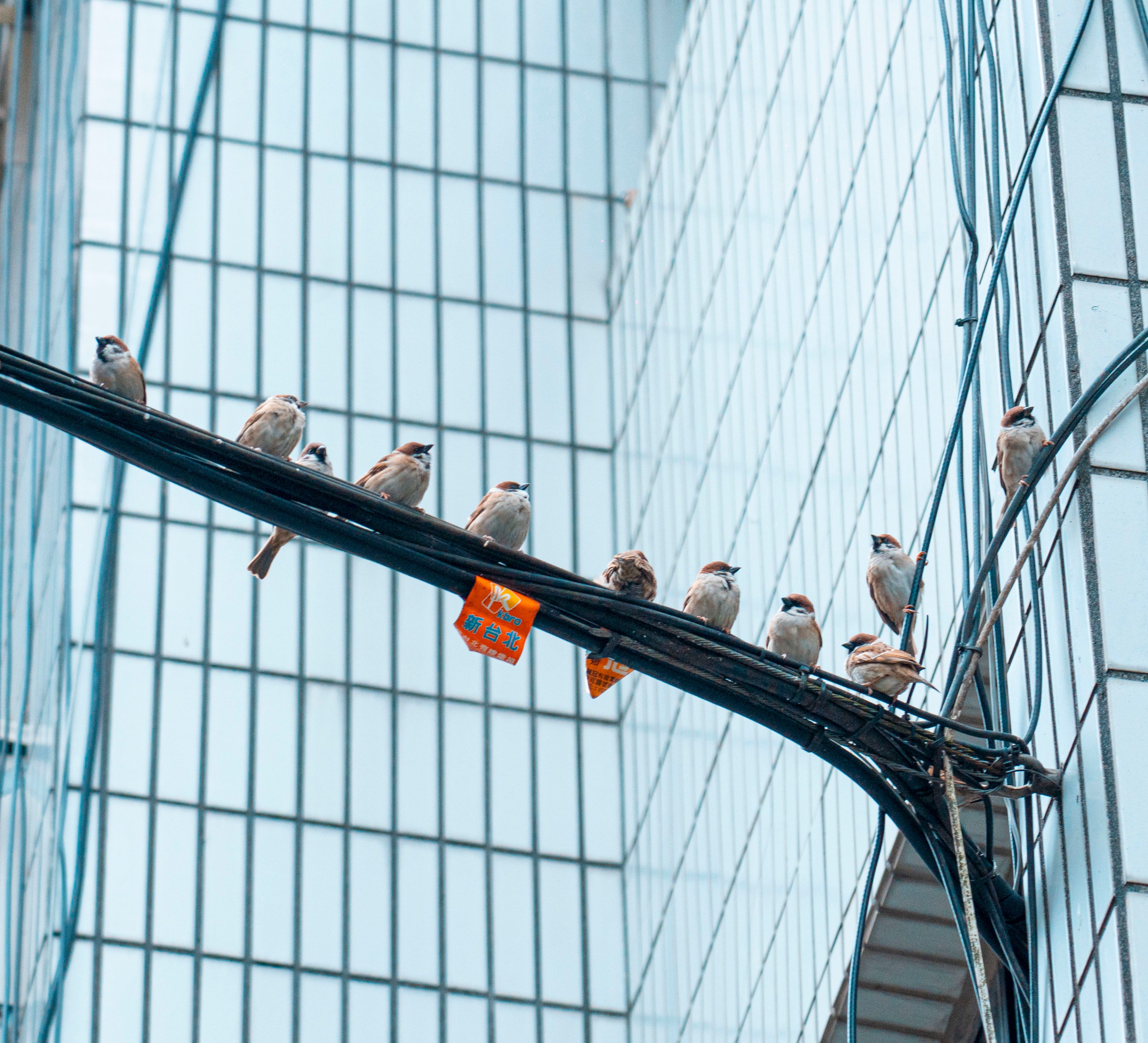 Birds On Cable Photos, Download The BEST Free Birds On Cable Stock ...