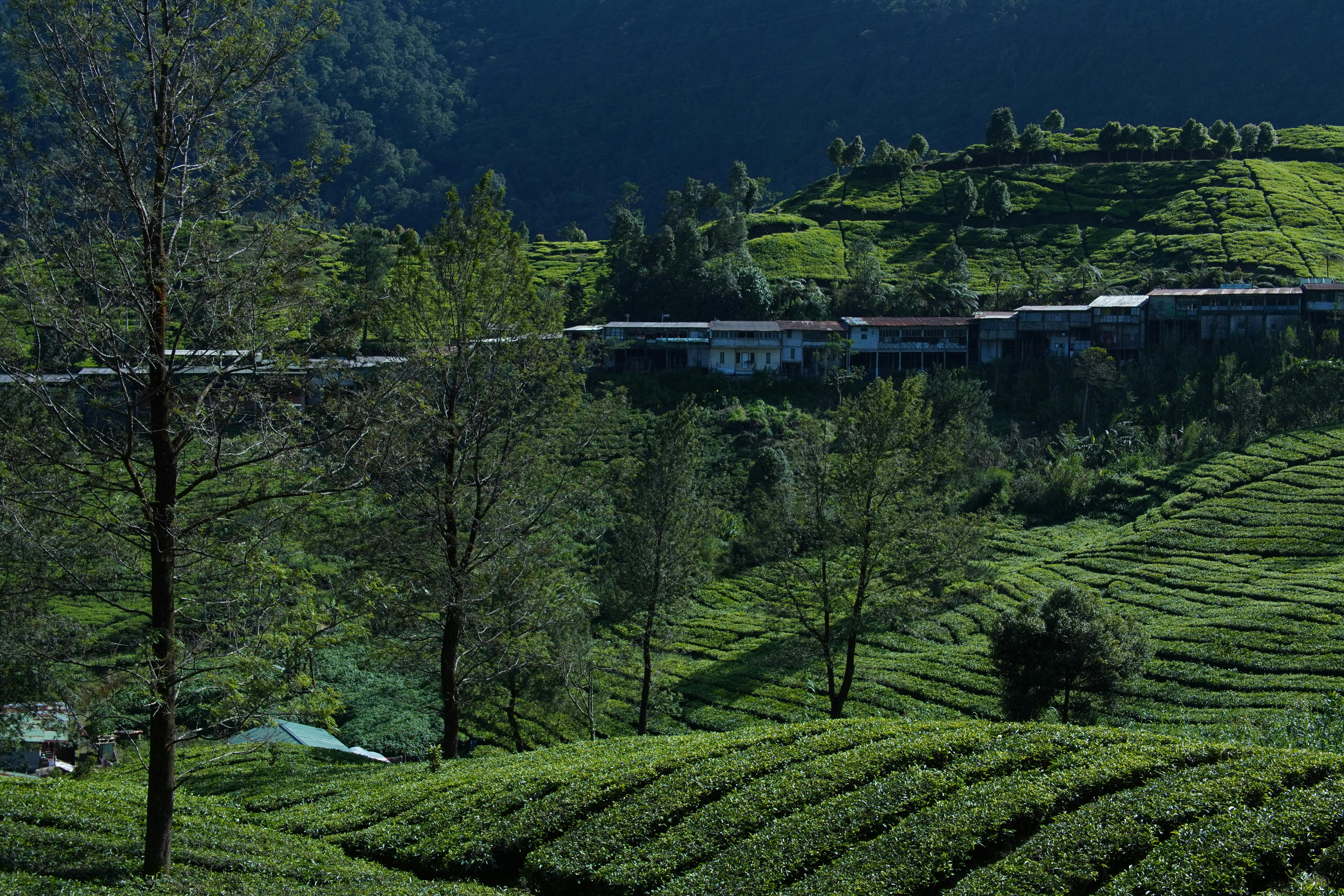 Rural Landscape with Wooden Fence and Bushes · Free Stock Photo