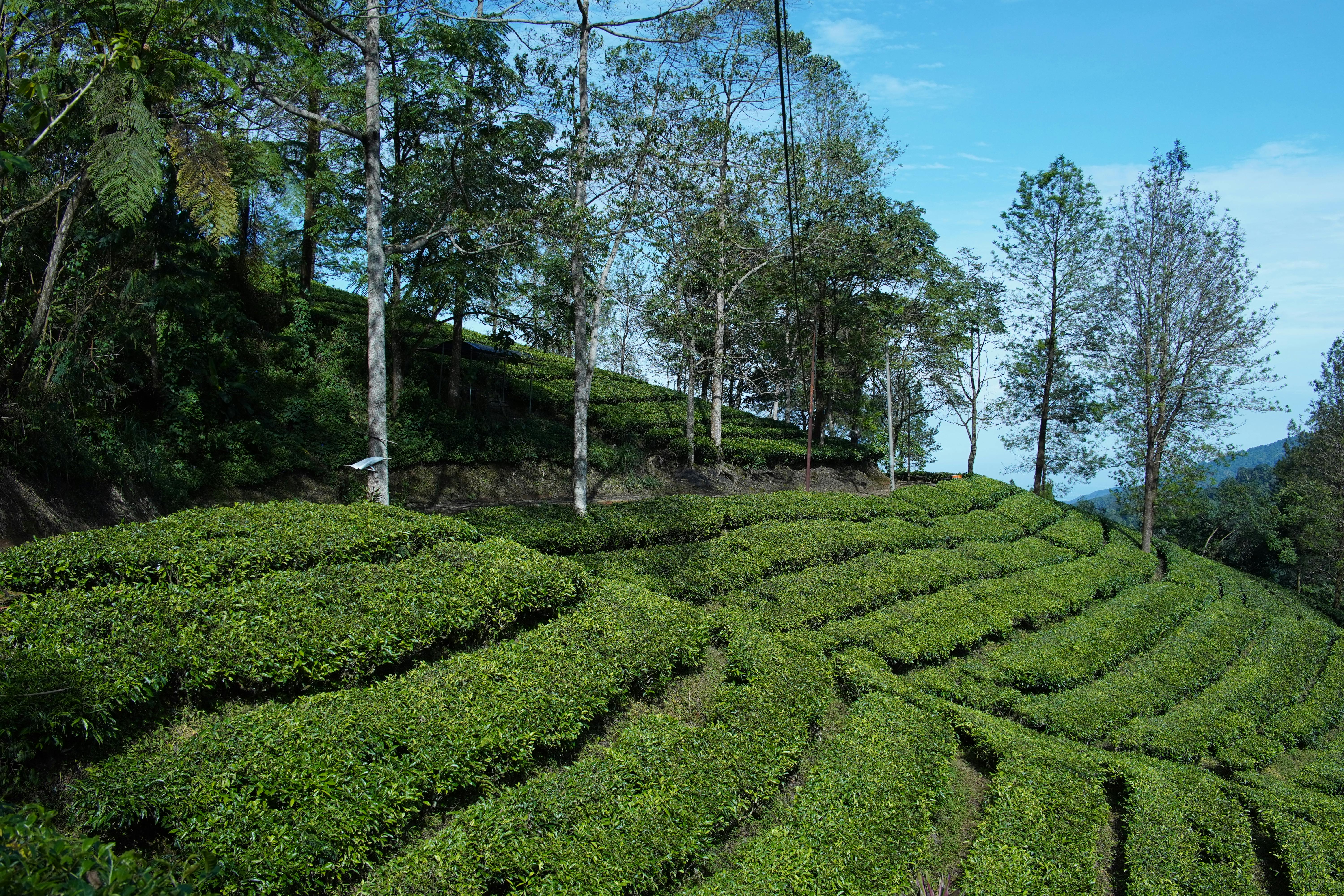 Terrace Farming Photos, Download The BEST Free Terrace Farming Stock ...