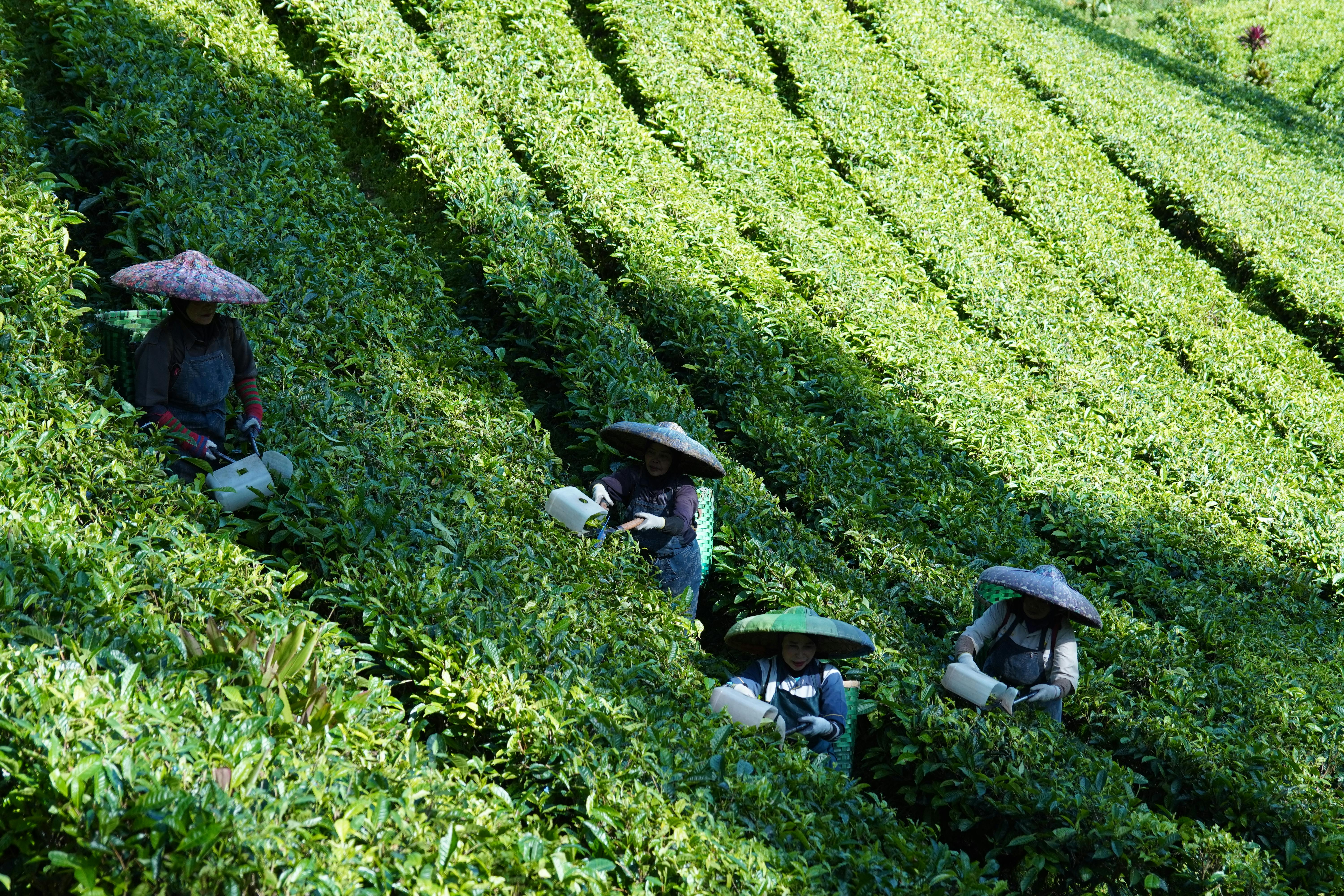 Tea Plucking Women Photos, Download The BEST Free Tea Plucking Women ...