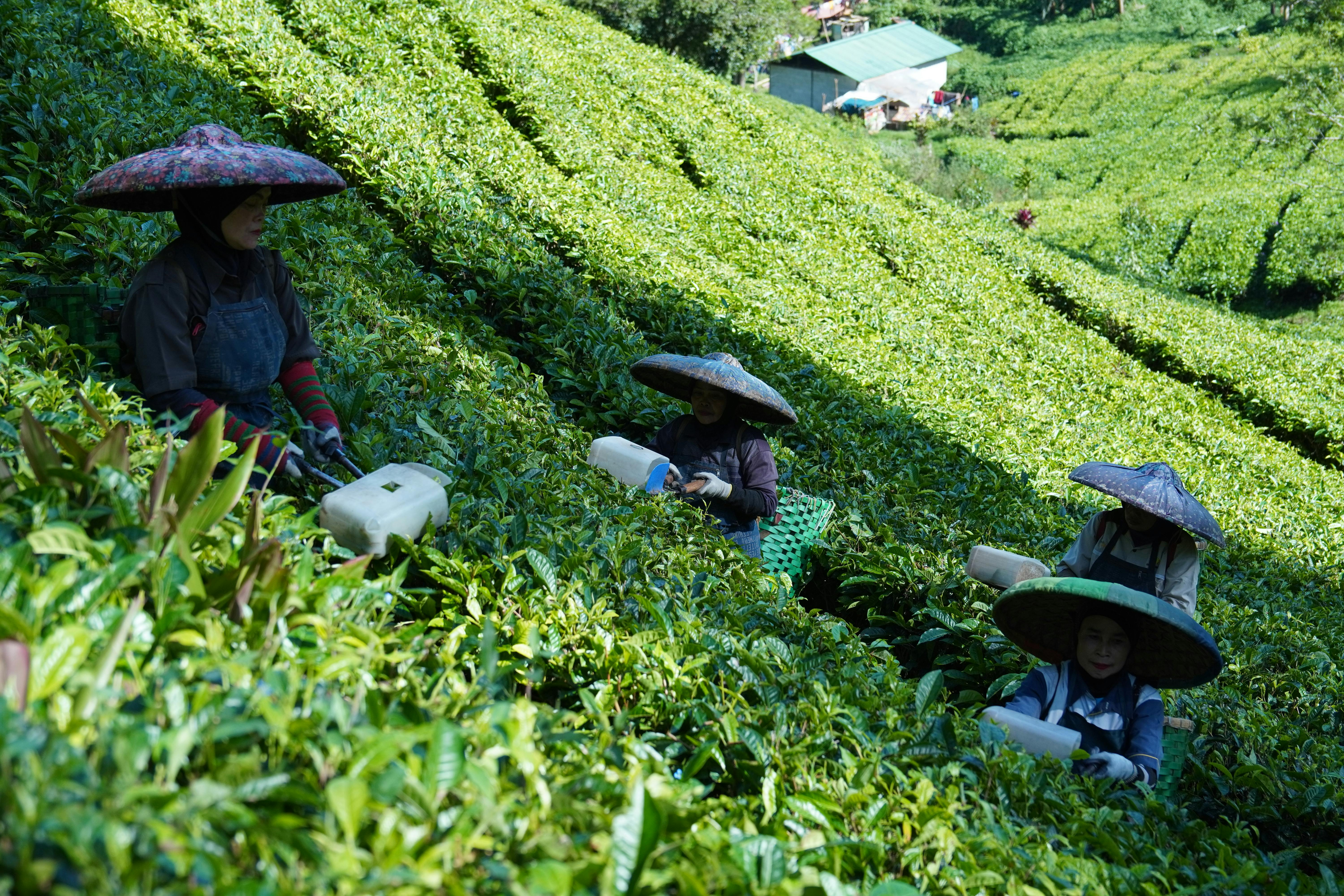 Women in Field of Tea during Harvest · Free Stock Photo