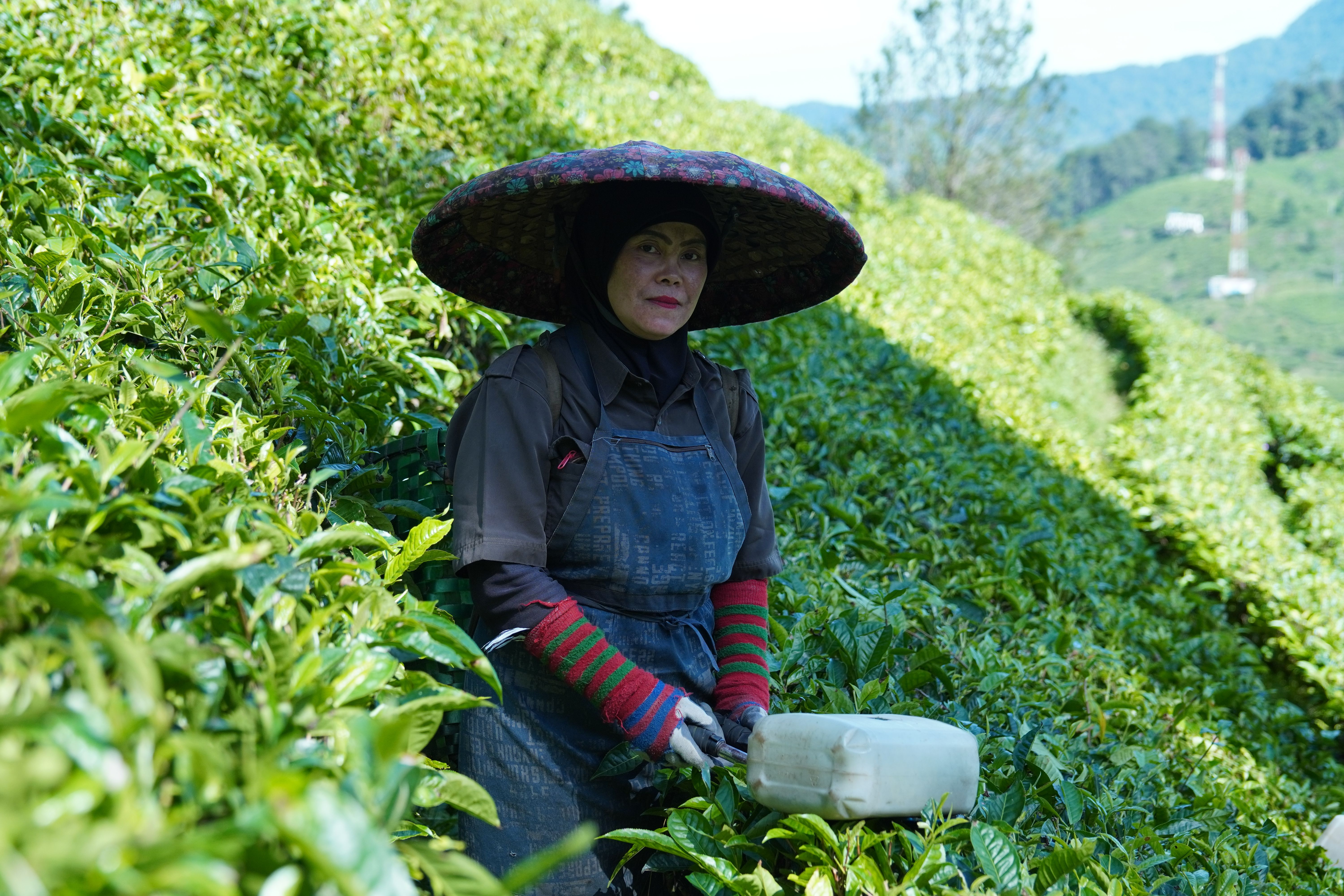 Women walking on tea field during work · Free Stock Photo