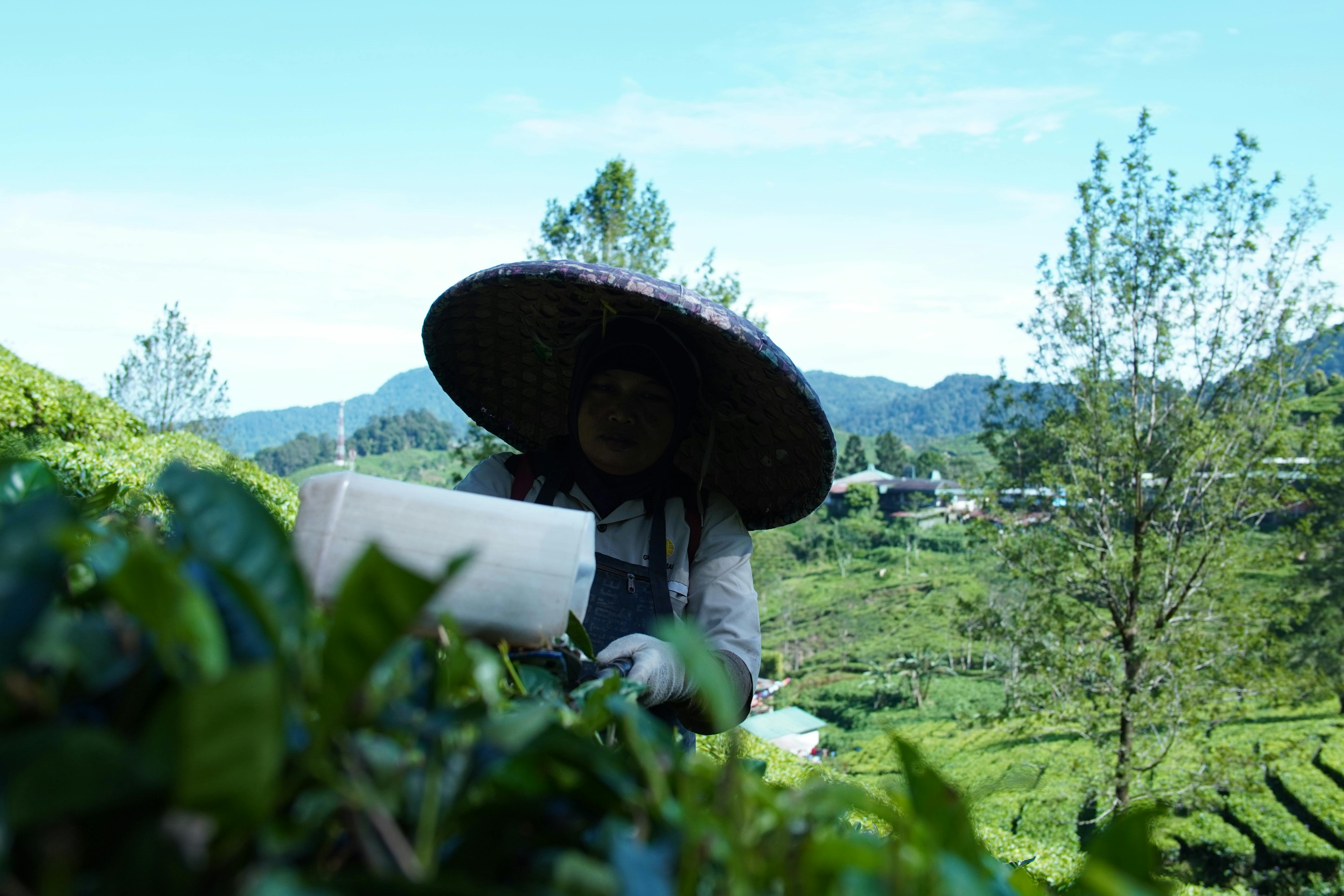 Woman Working in Tea Field · Free Stock Photo