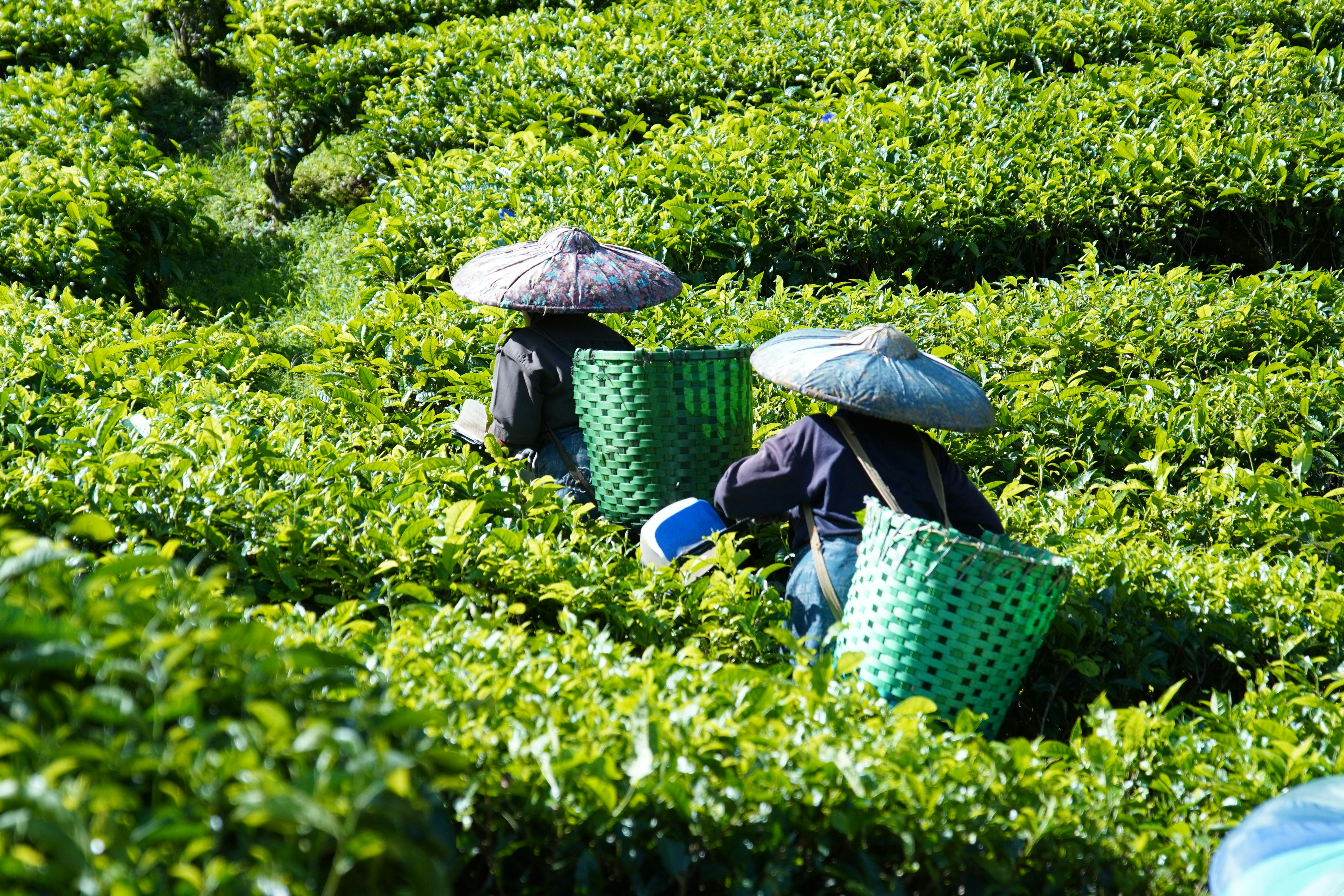 People Working in Field · Free Stock Photo
