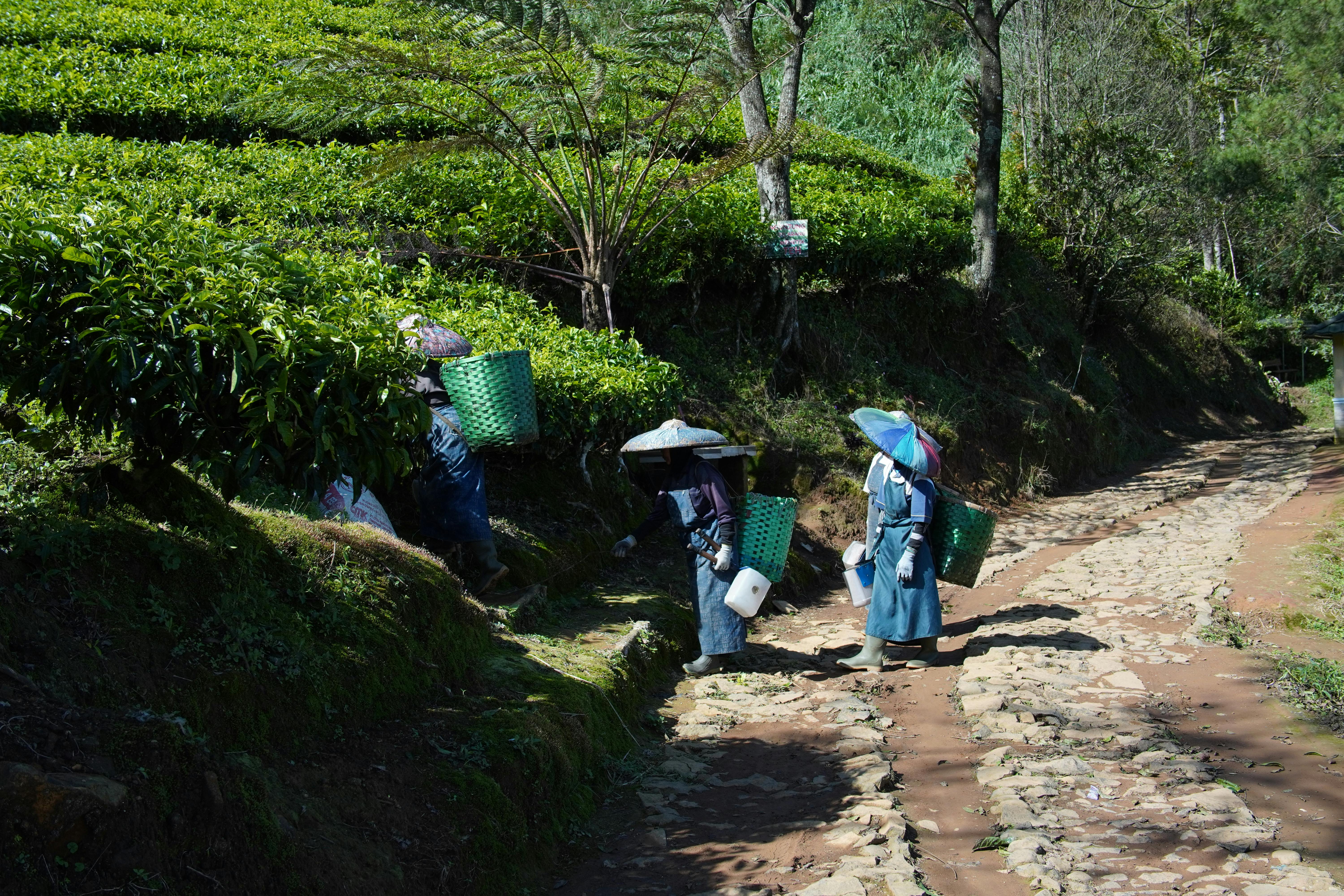 People Working in the Field · Free Stock Photo