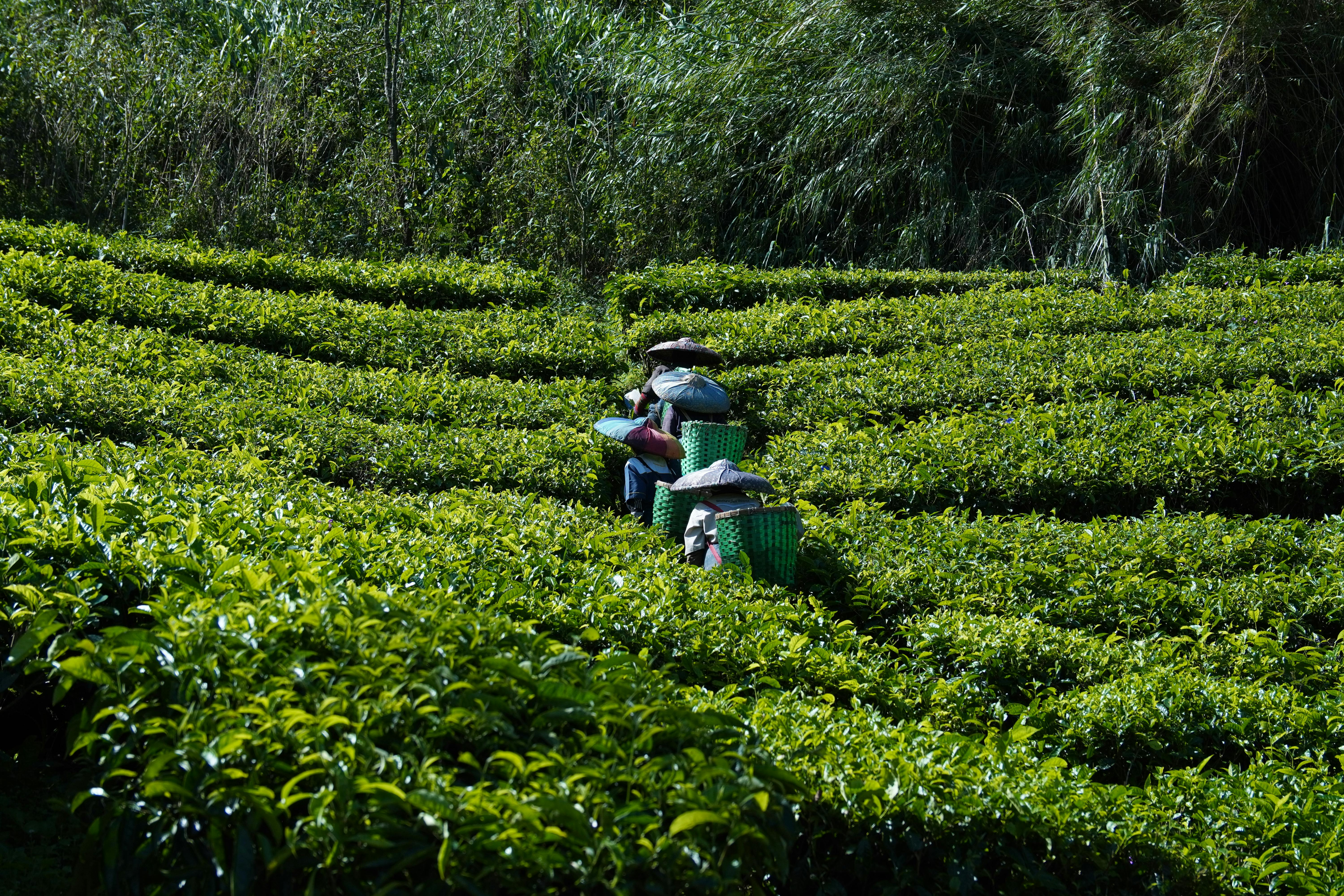 Tea Field in Summer · Free Stock Photo