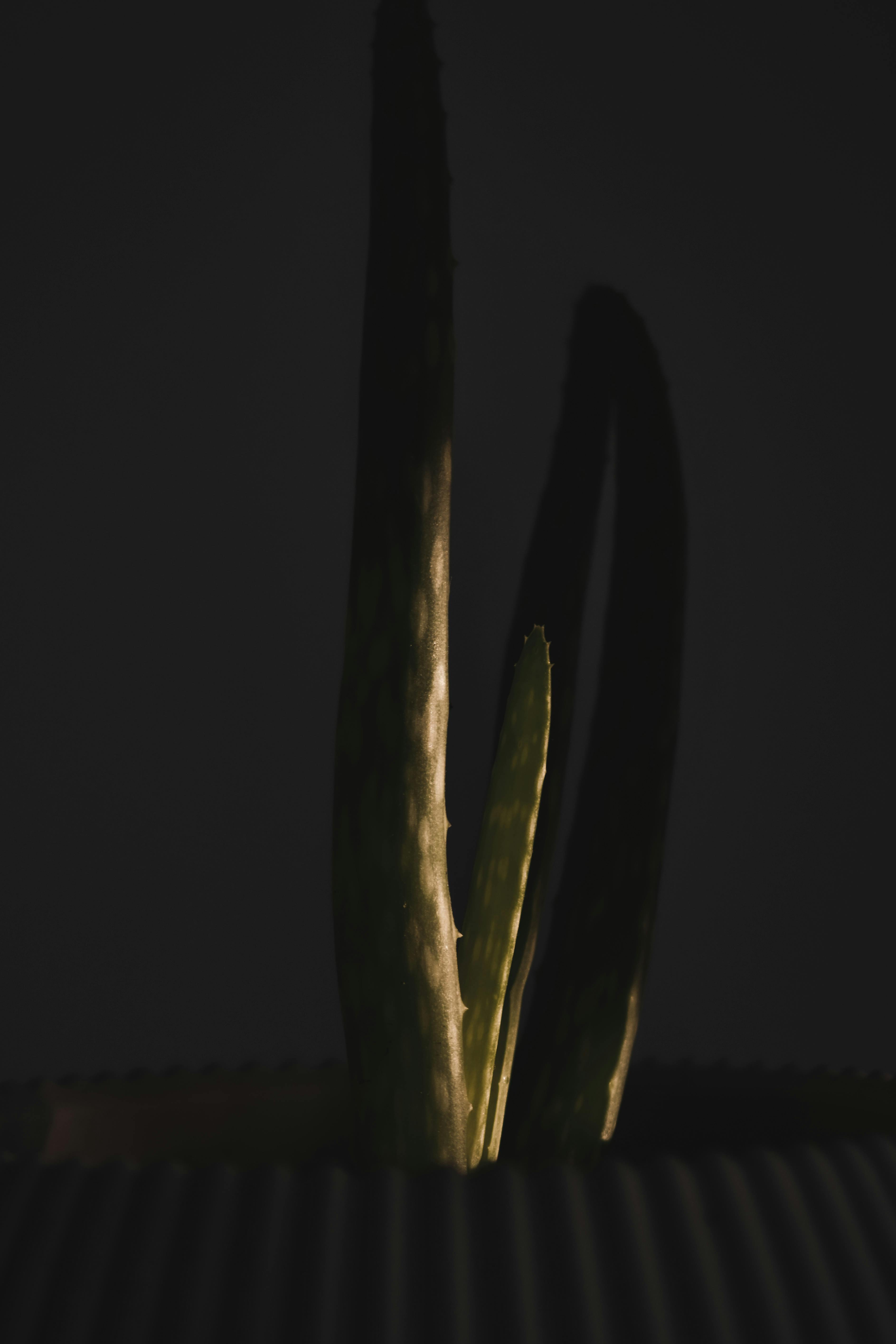 Acute Delirium Photos, Download Free Acute Delirium Stock Photos & HD ...