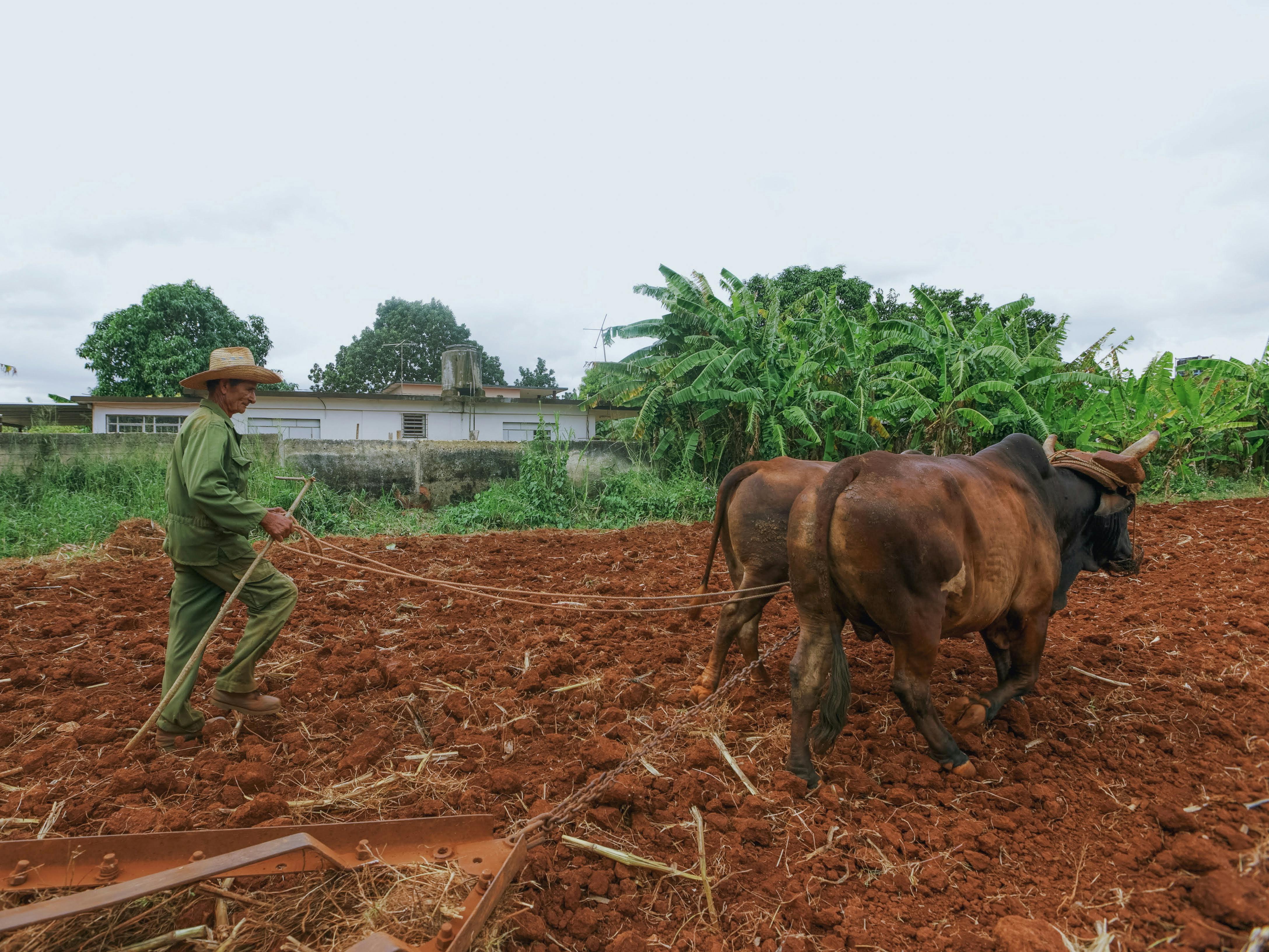 Oxen Working in Field · Free Stock Photo
