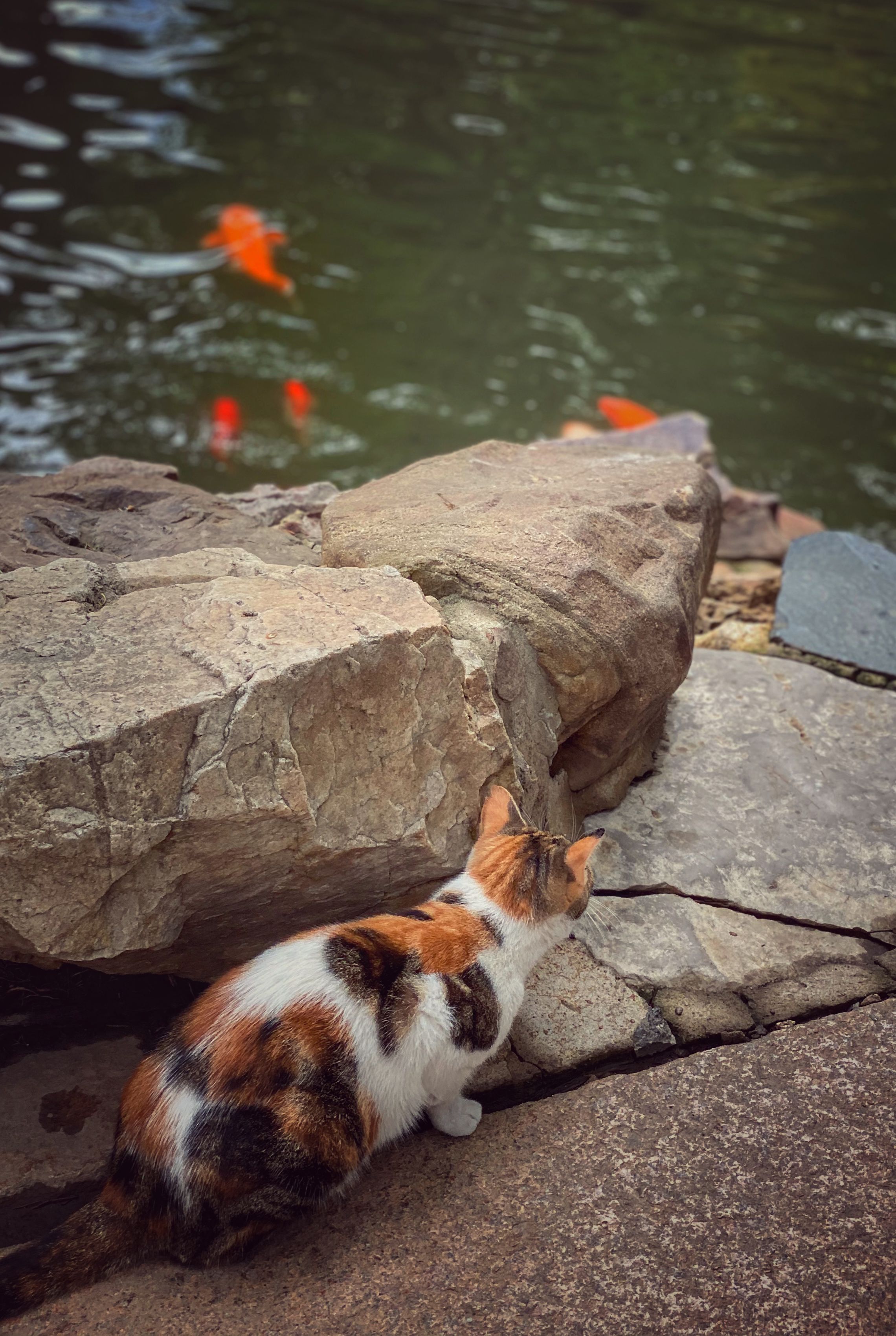 Photo gratuite de animal de compagnie, animaux de compagnie, animaux ...