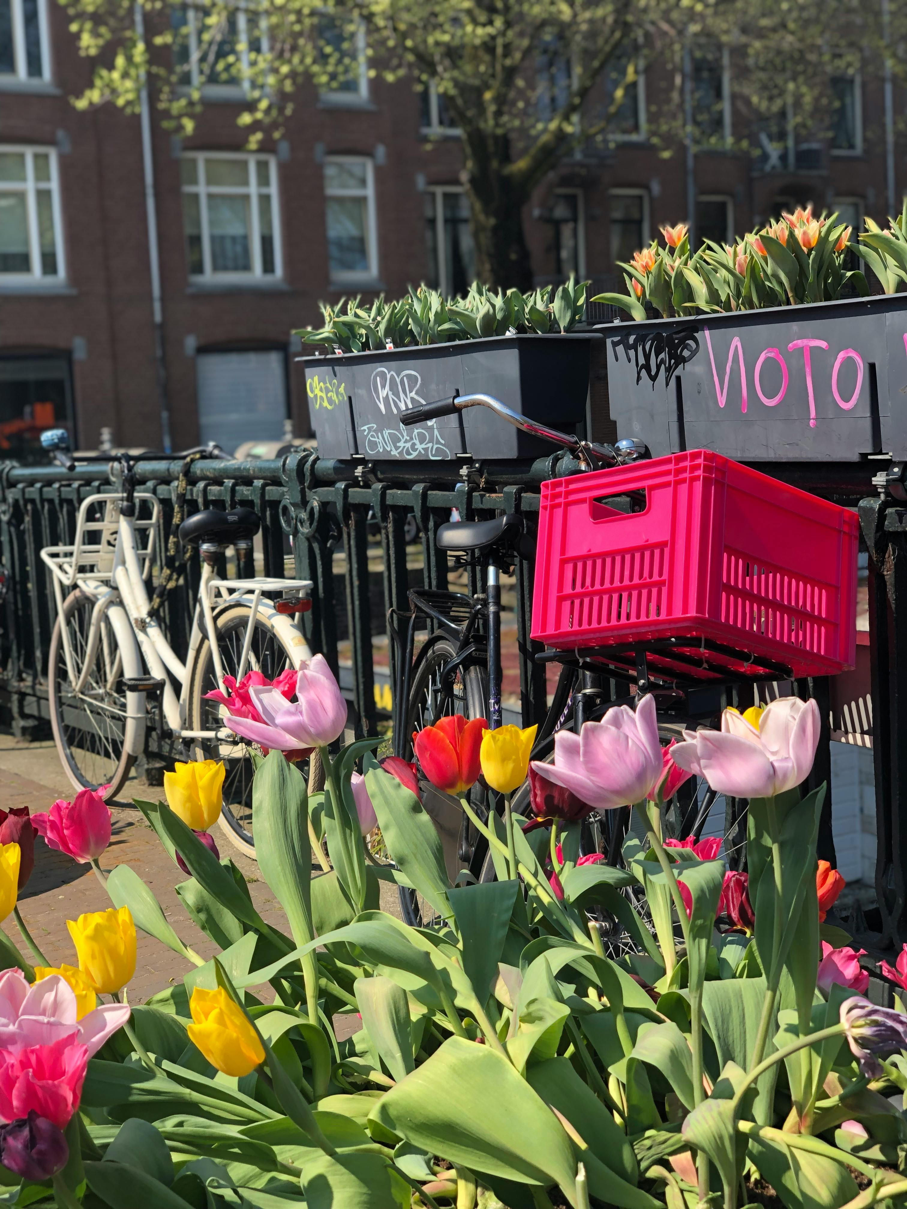 Natália Falsetti - 摄影