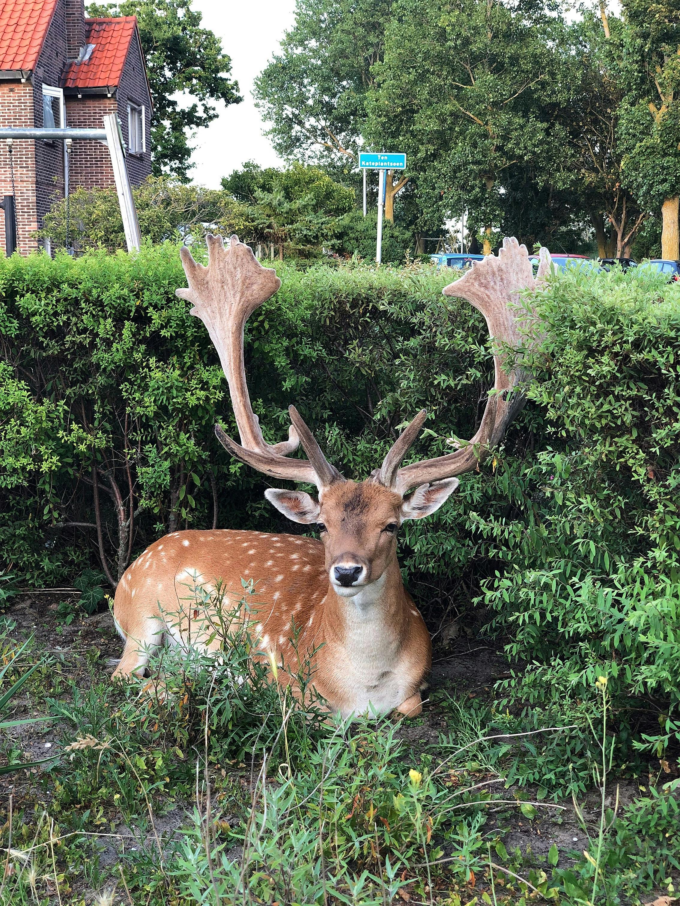 Natália Falsetti - 摄影