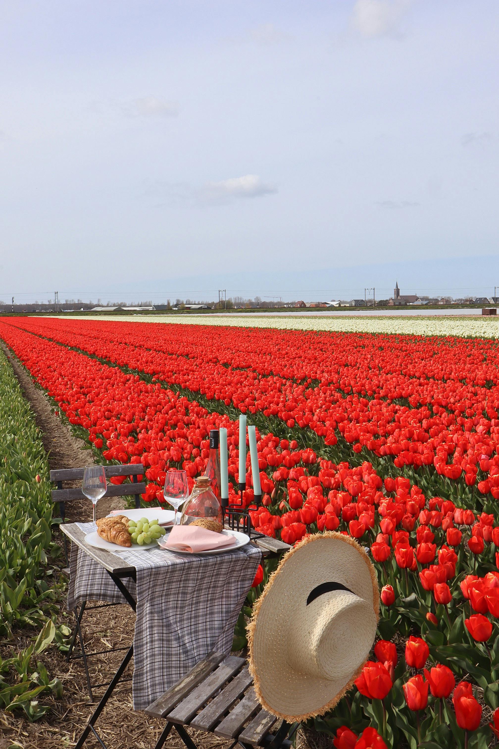 Natália Falsetti - 摄影