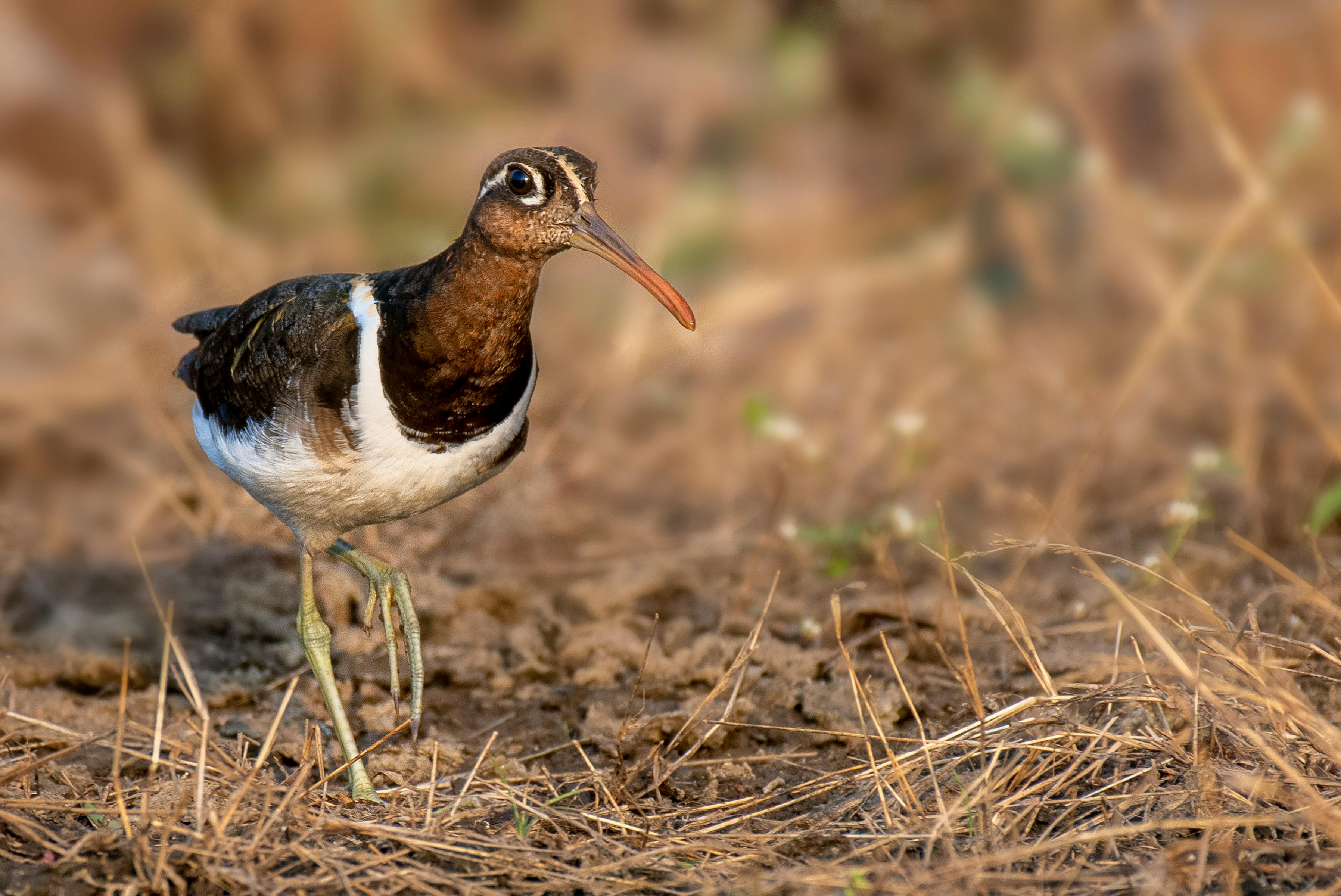 Portrait of Great Painted Snipe · Free Stock Photo