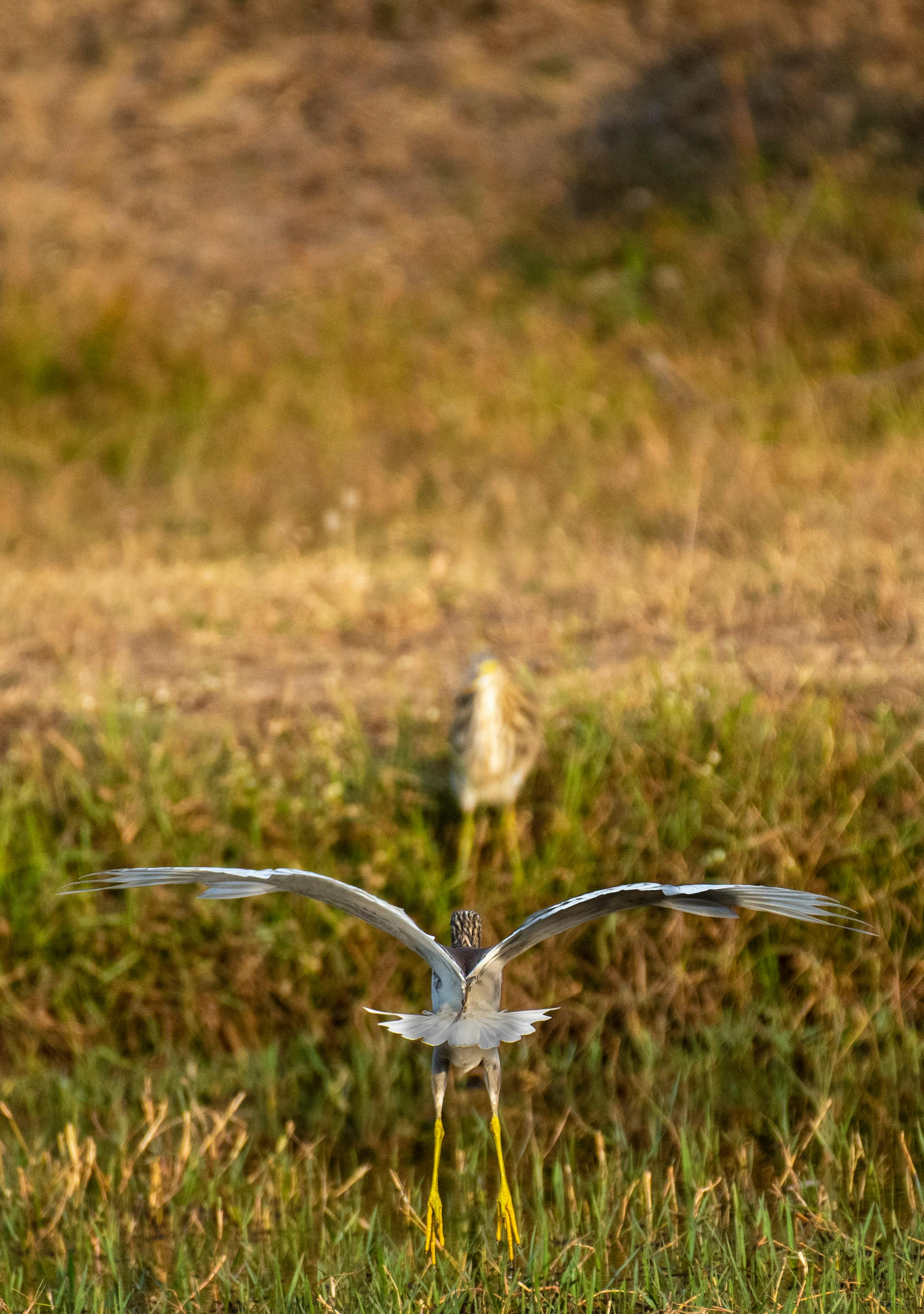 Flying Great Painted Snipe · Free Stock Photo