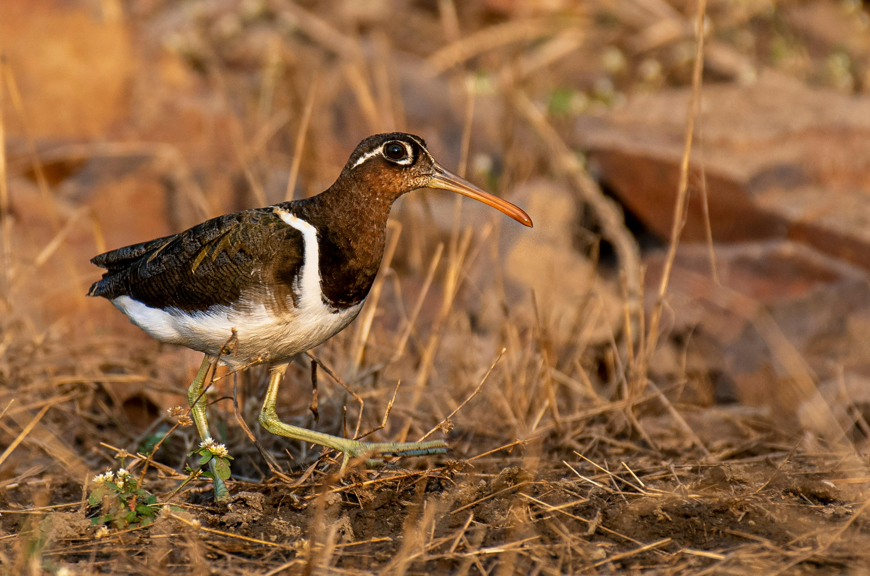 Great Painted Snipe in Close Up · Free Stock Photo