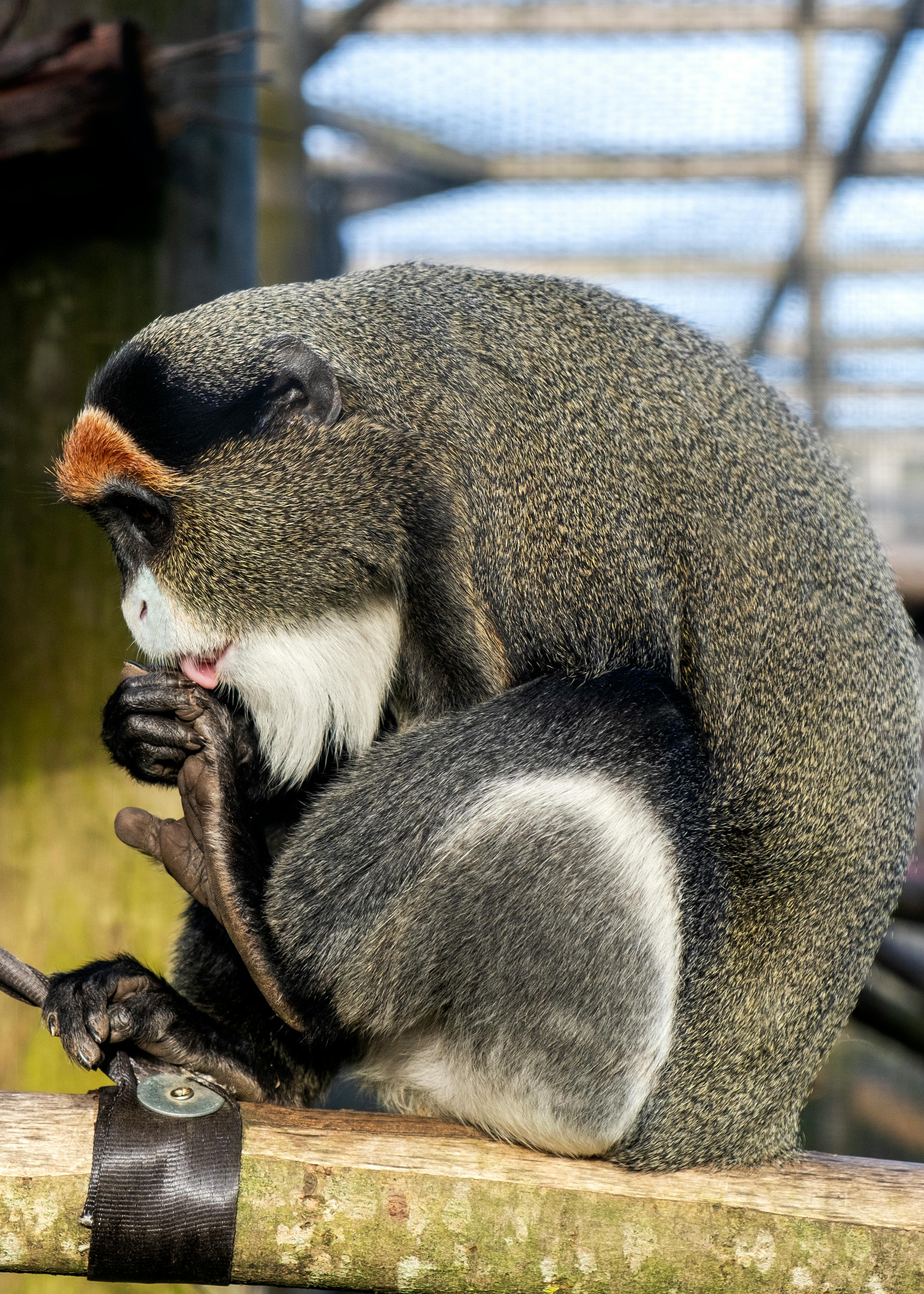 Guenons Photos, Download The BEST Free Guenons Stock Photos & HD Images