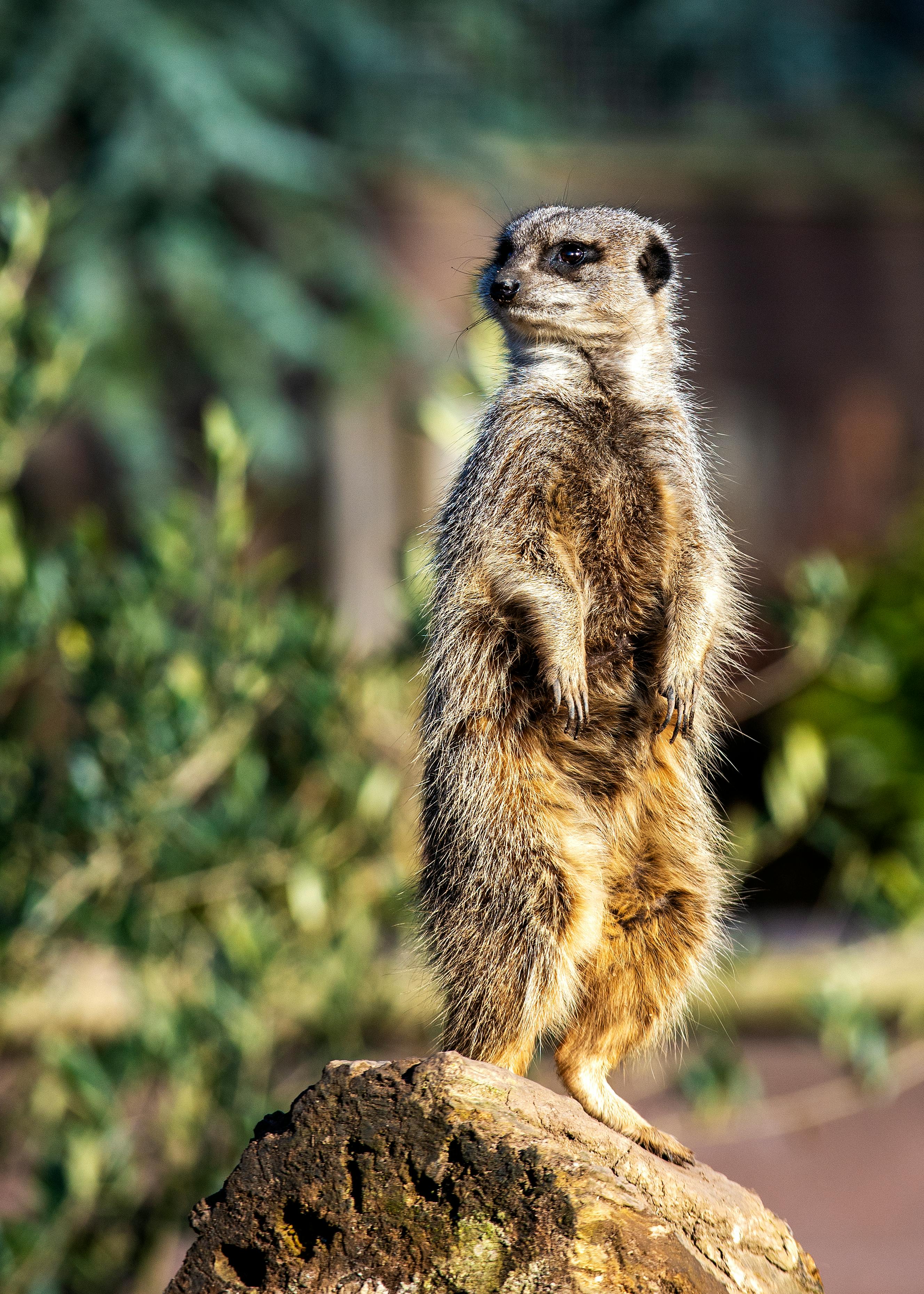 Brown and White 2 Legged Animal Standing on Tree Branch · Free Stock Photo