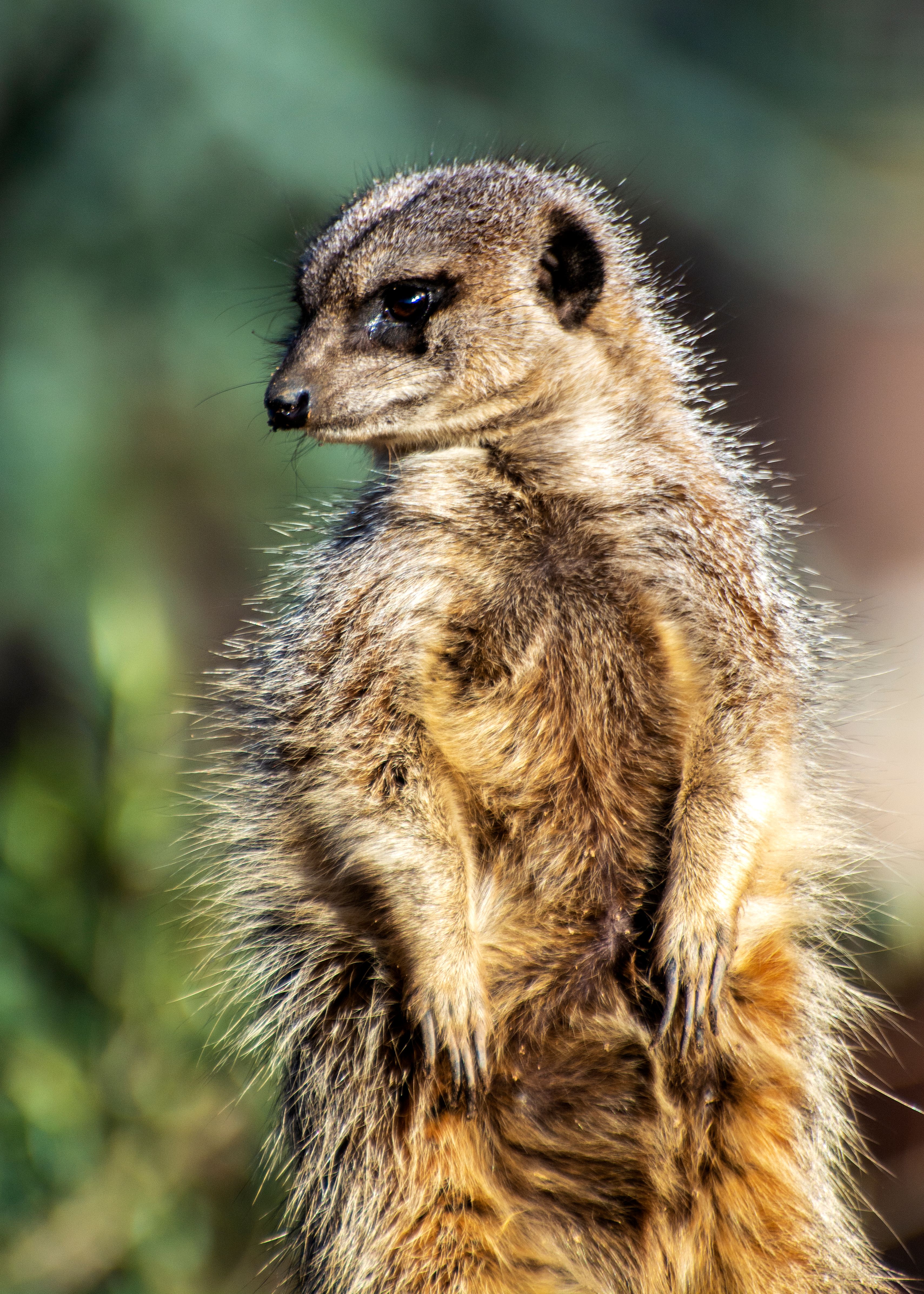 A Portrait of a Meerkat · Free Stock Photo