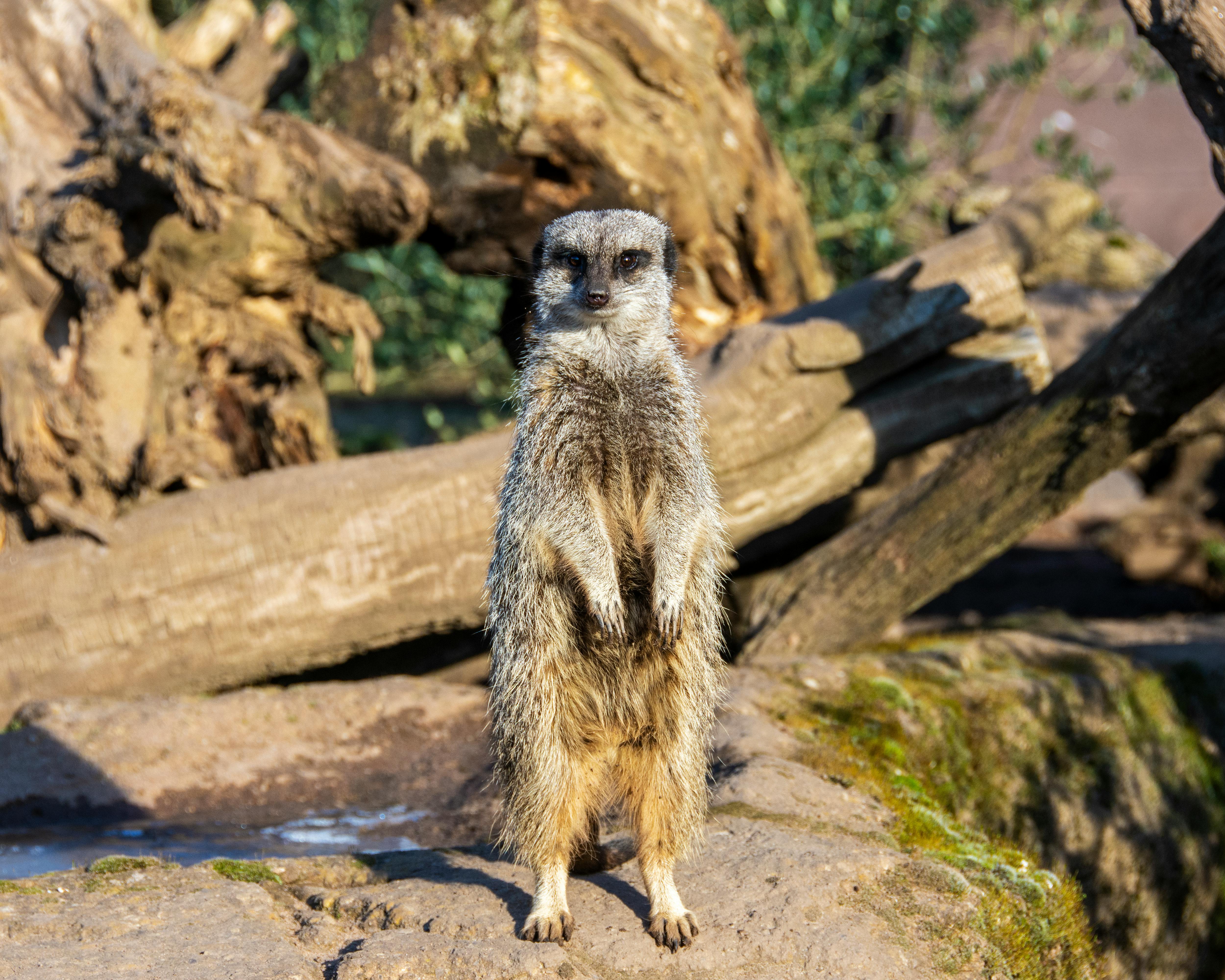 Close-Up Shot of a Meerkat · Free Stock Photo