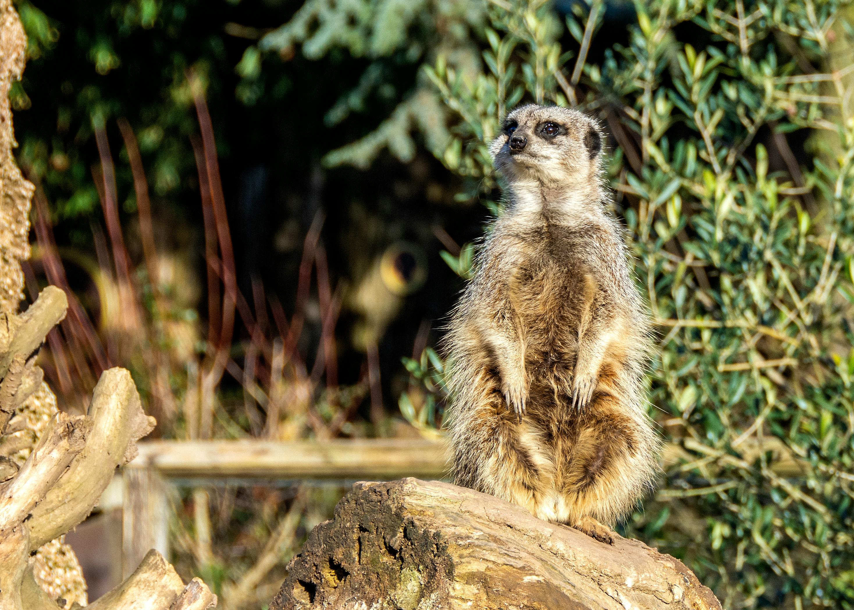 Merrkat in Nature · Free Stock Photo