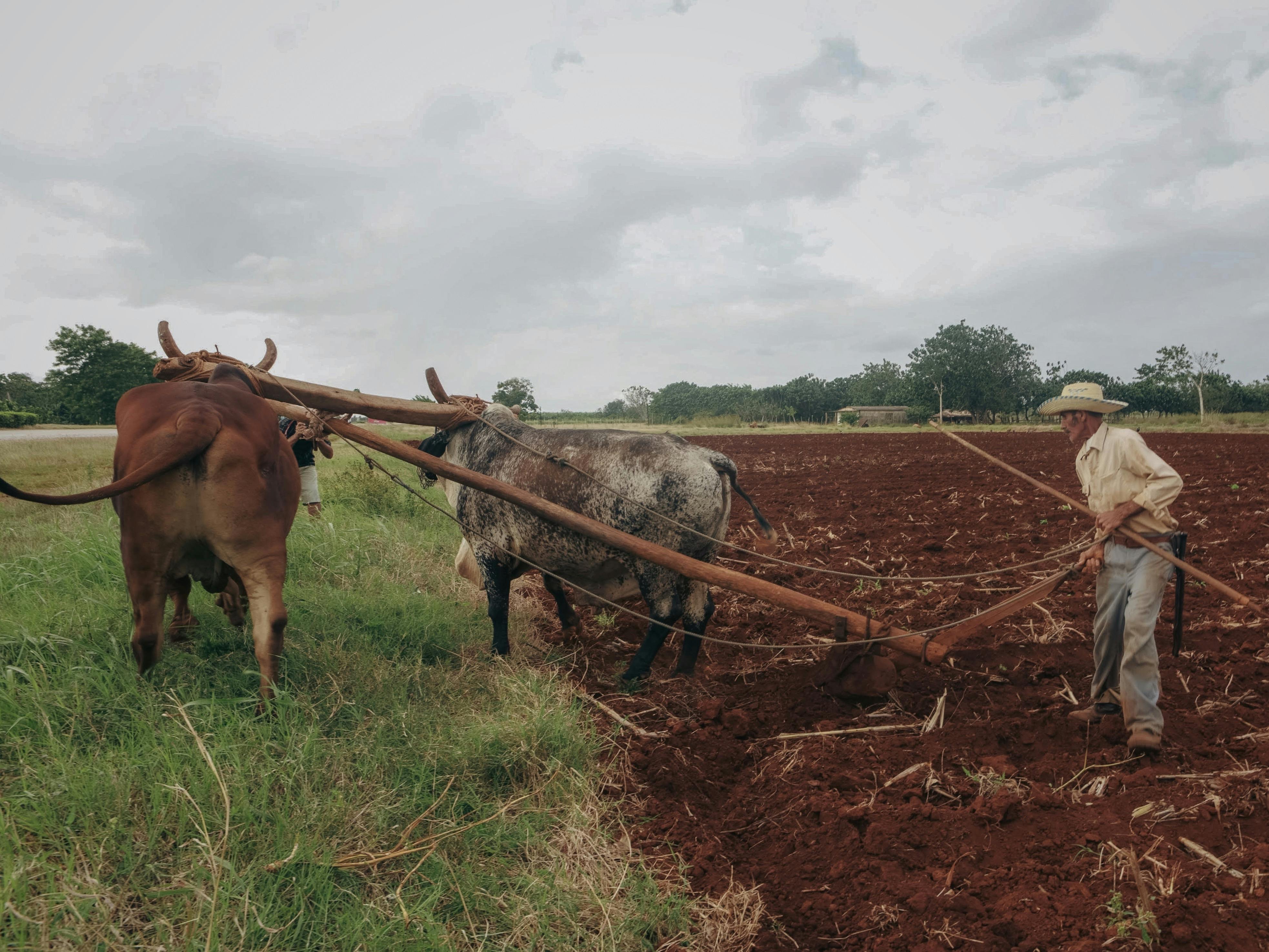 Men Working on Field · Free Stock Photo